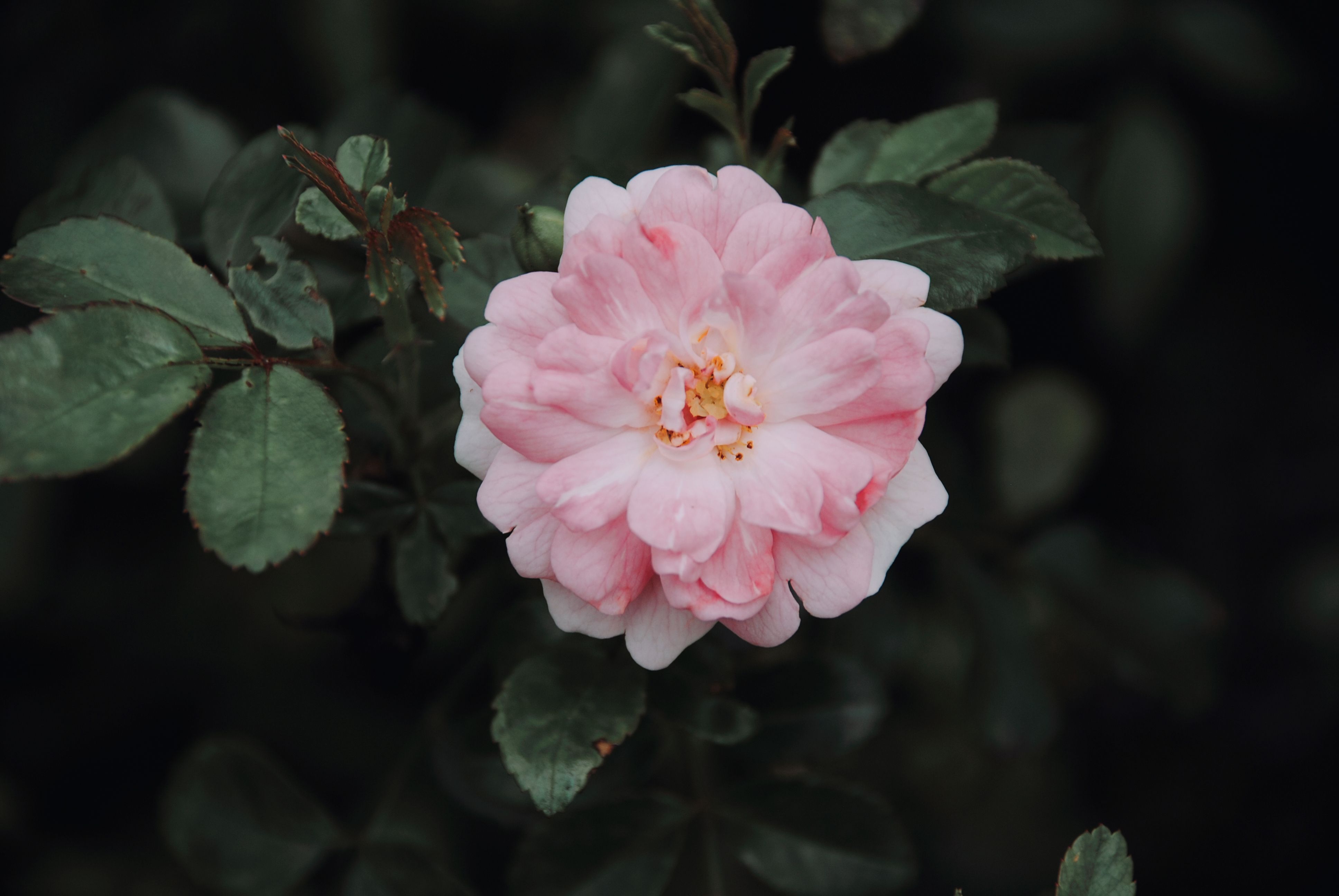 Montage Et Fleur Photos, Download The BEST Free Montage Et Fleur Stock ...