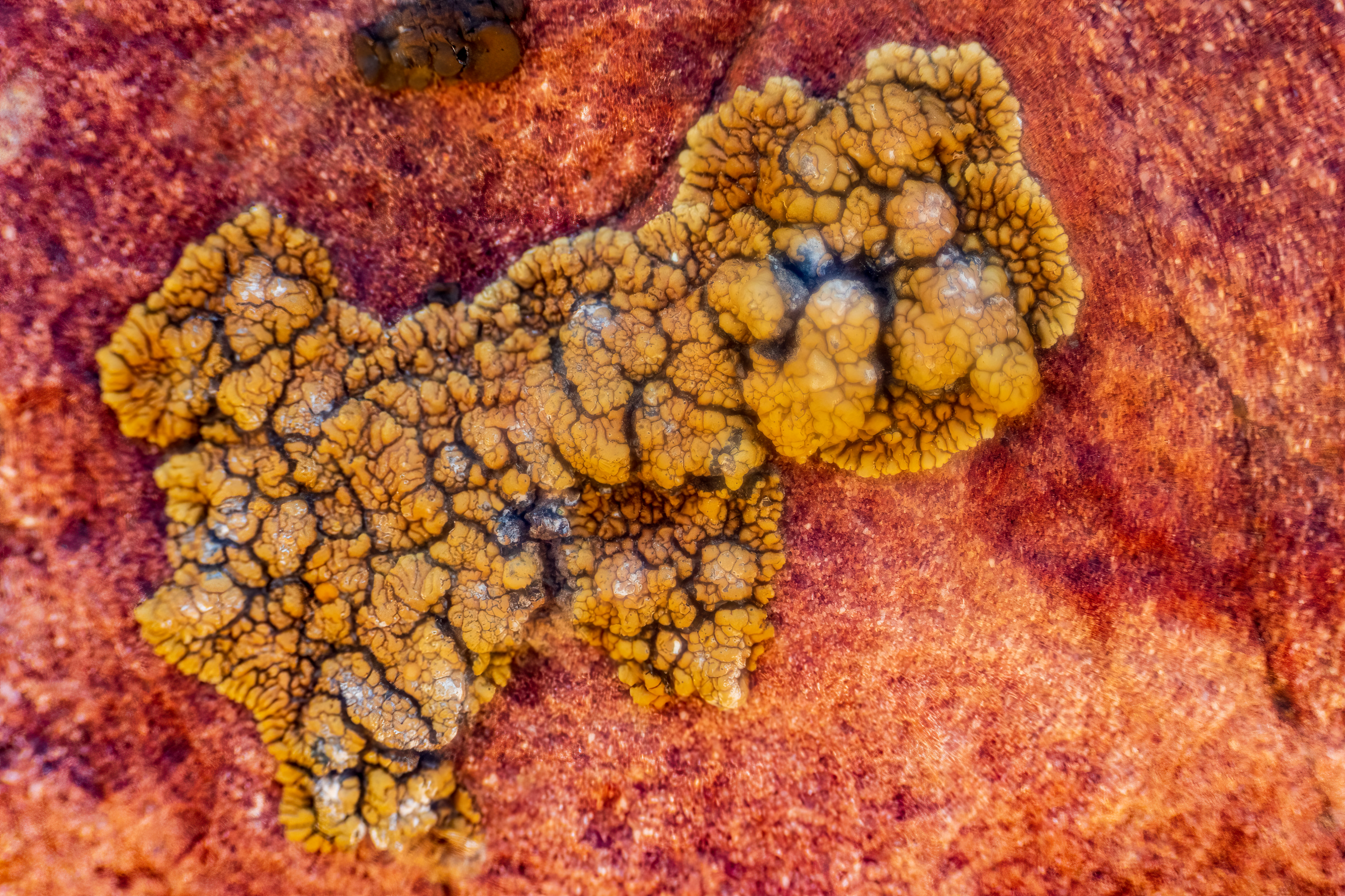 Close-up of Moss and Lichen Growing on a Rough Surface · Free Stock Photo