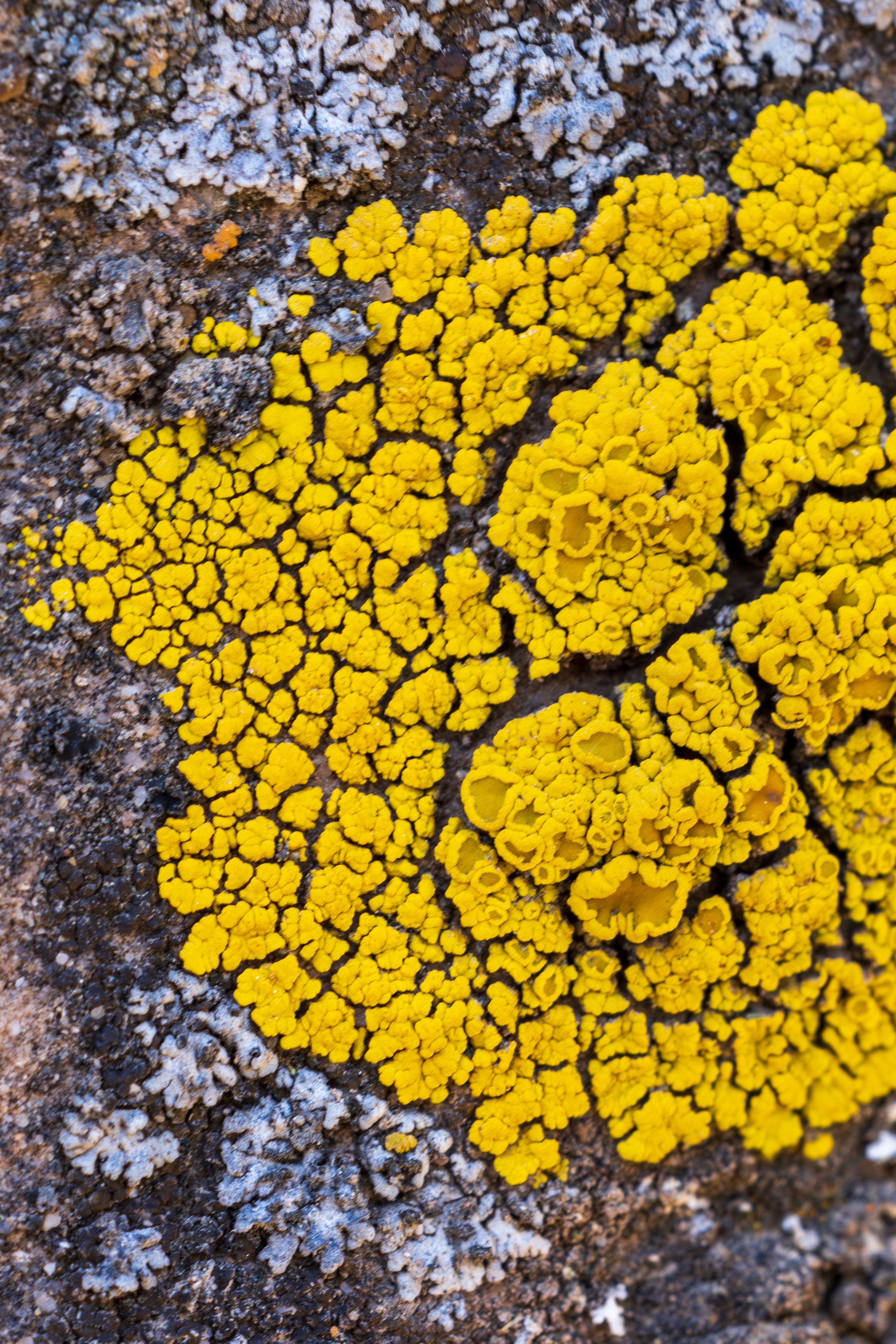 Algae Photos, Download The BEST Free Algae Stock Photos & HD Images