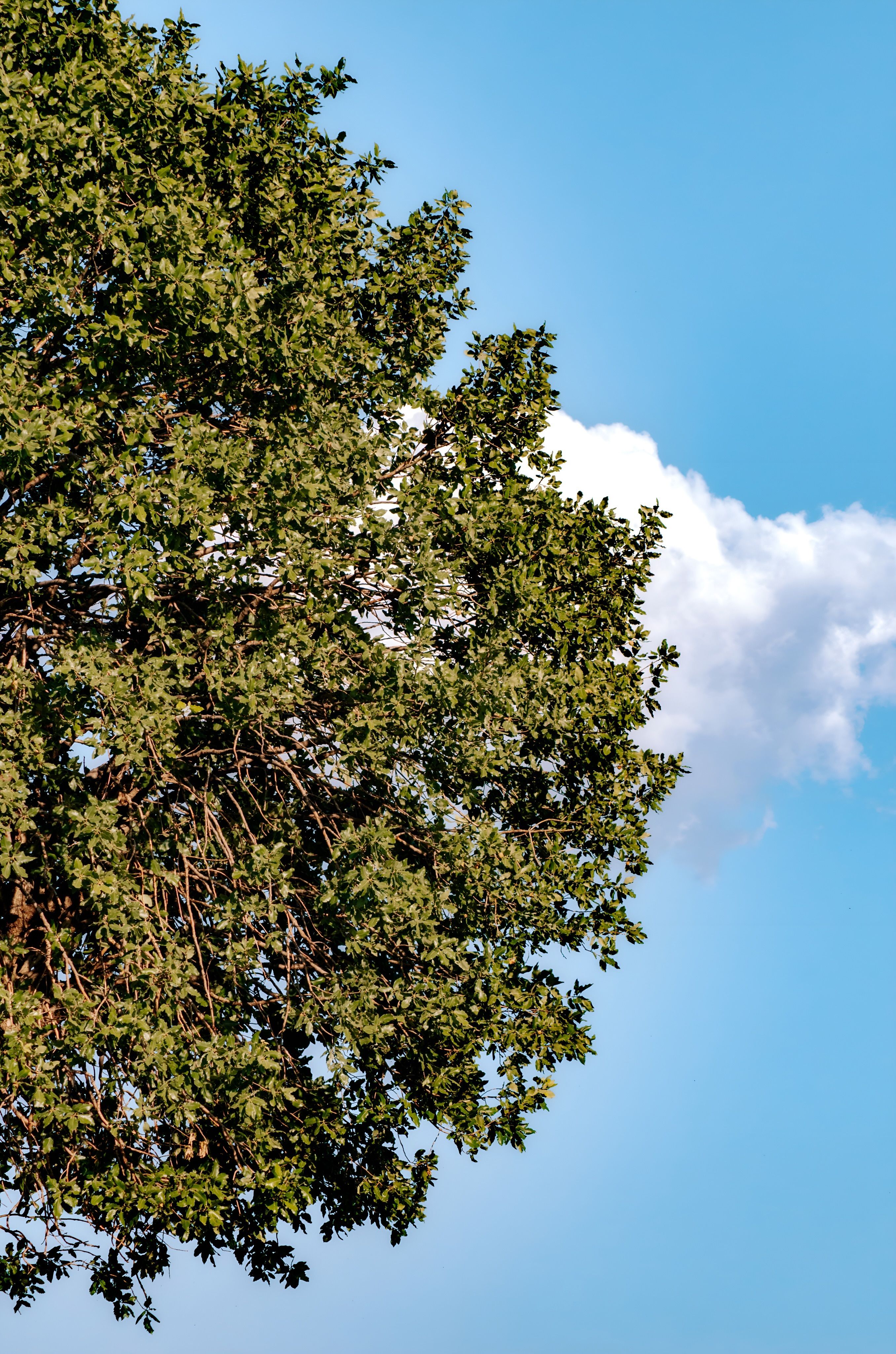 A Tree in Summer · Free Stock Photo