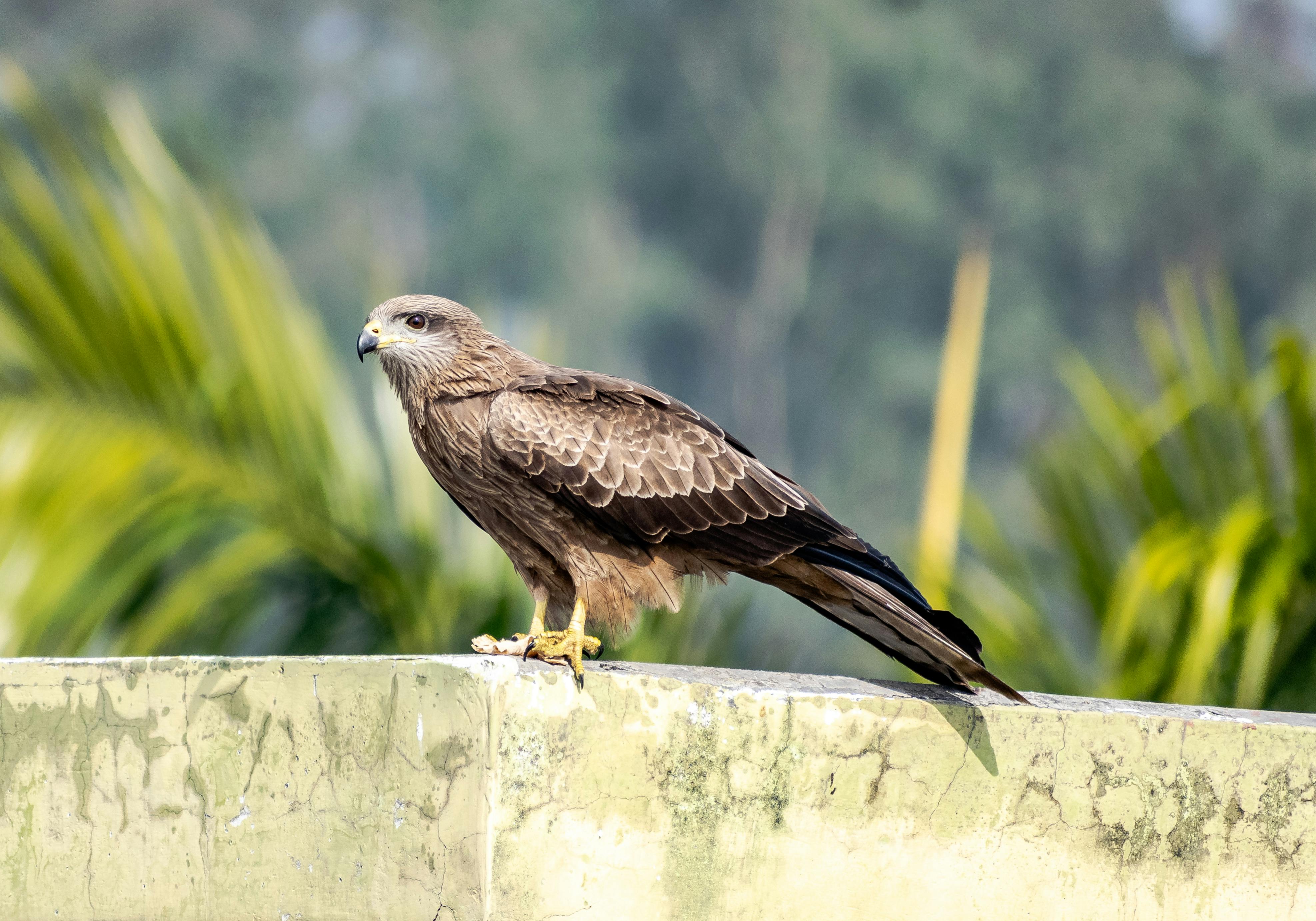 Falcon Perching on Fence · Free Stock Photo