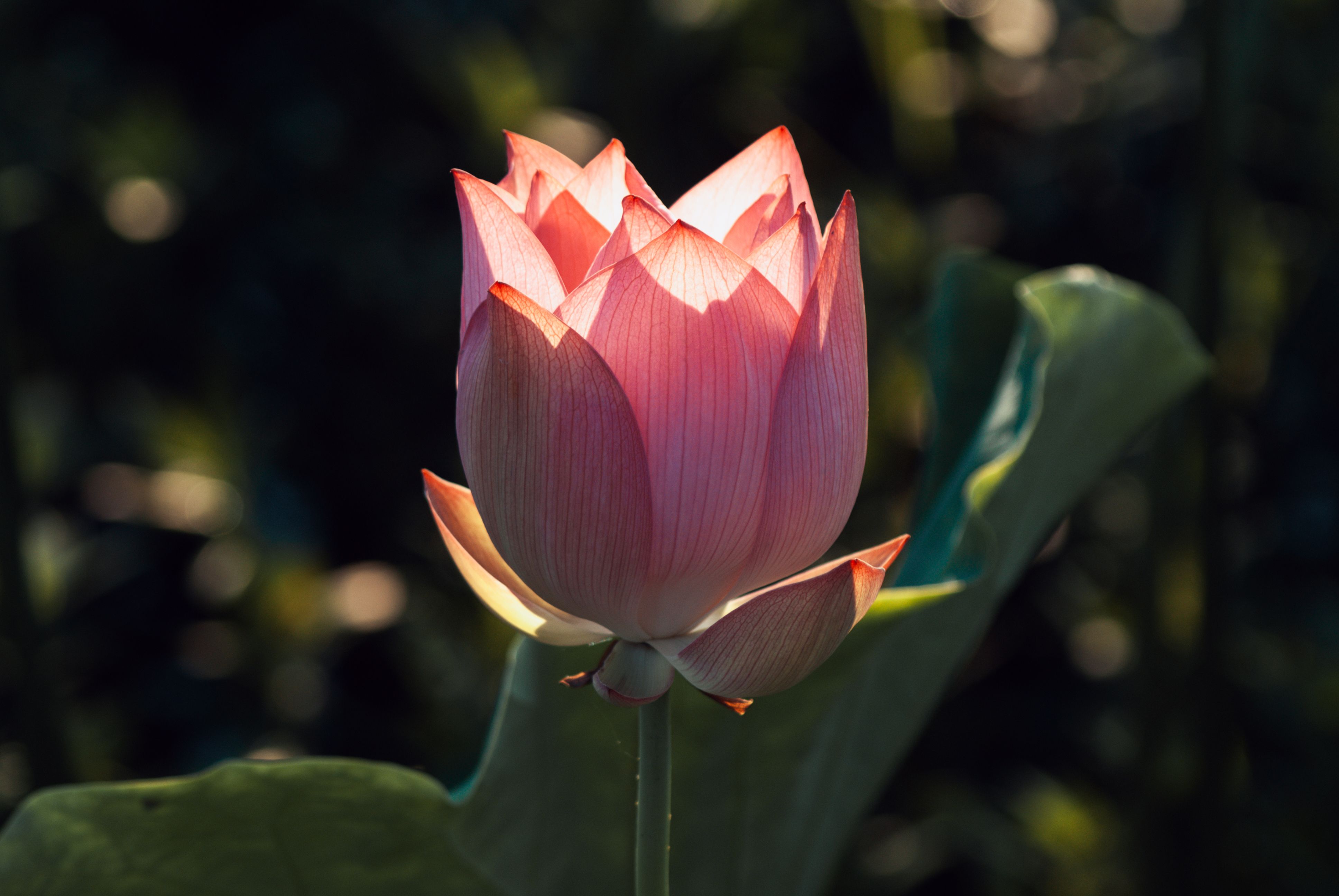 Single Flower Lotus Photos, Download The BEST Free Single Flower Lotus ...