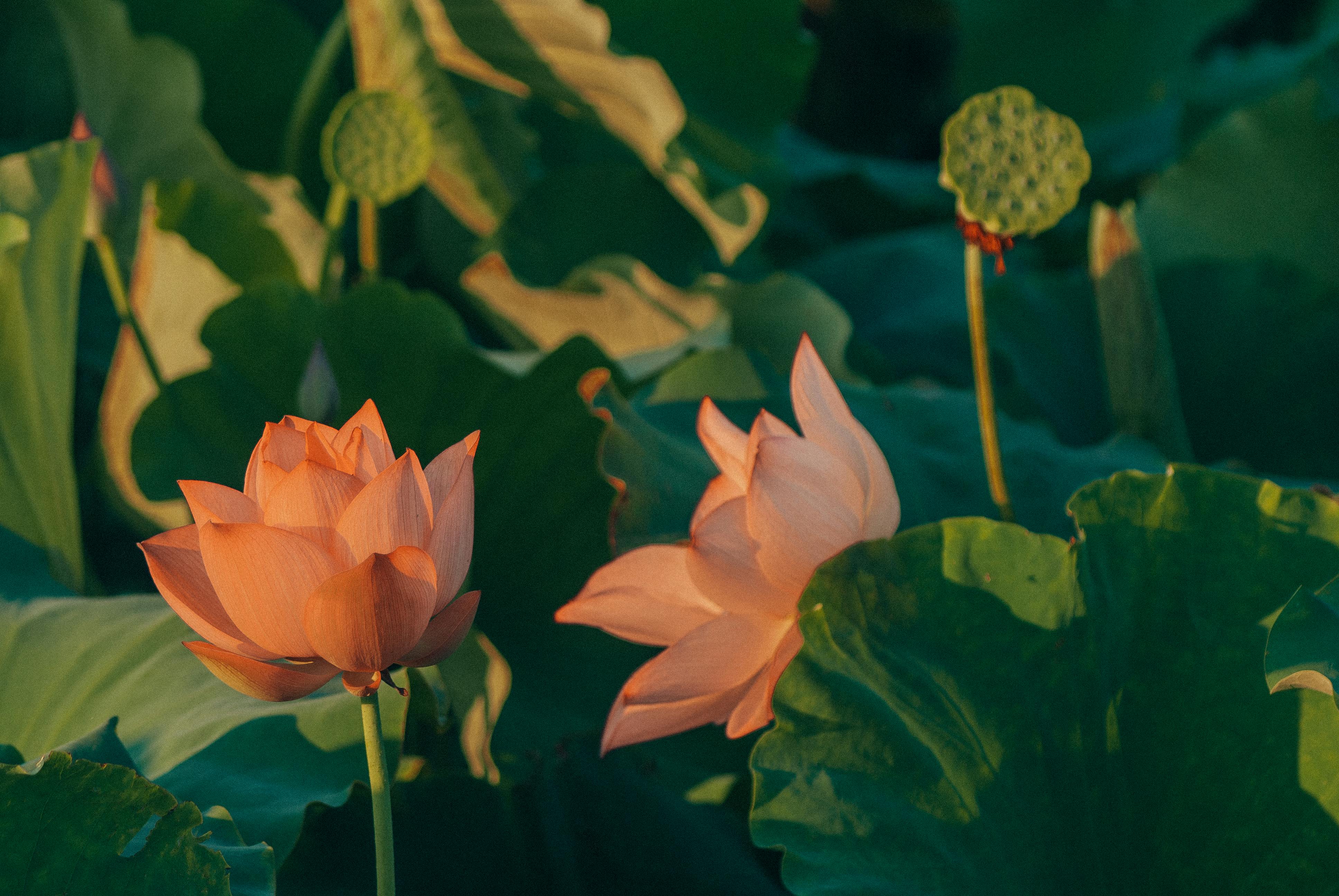 Lotuses Photos, Download The BEST Free Lotuses Stock Photos & HD Images