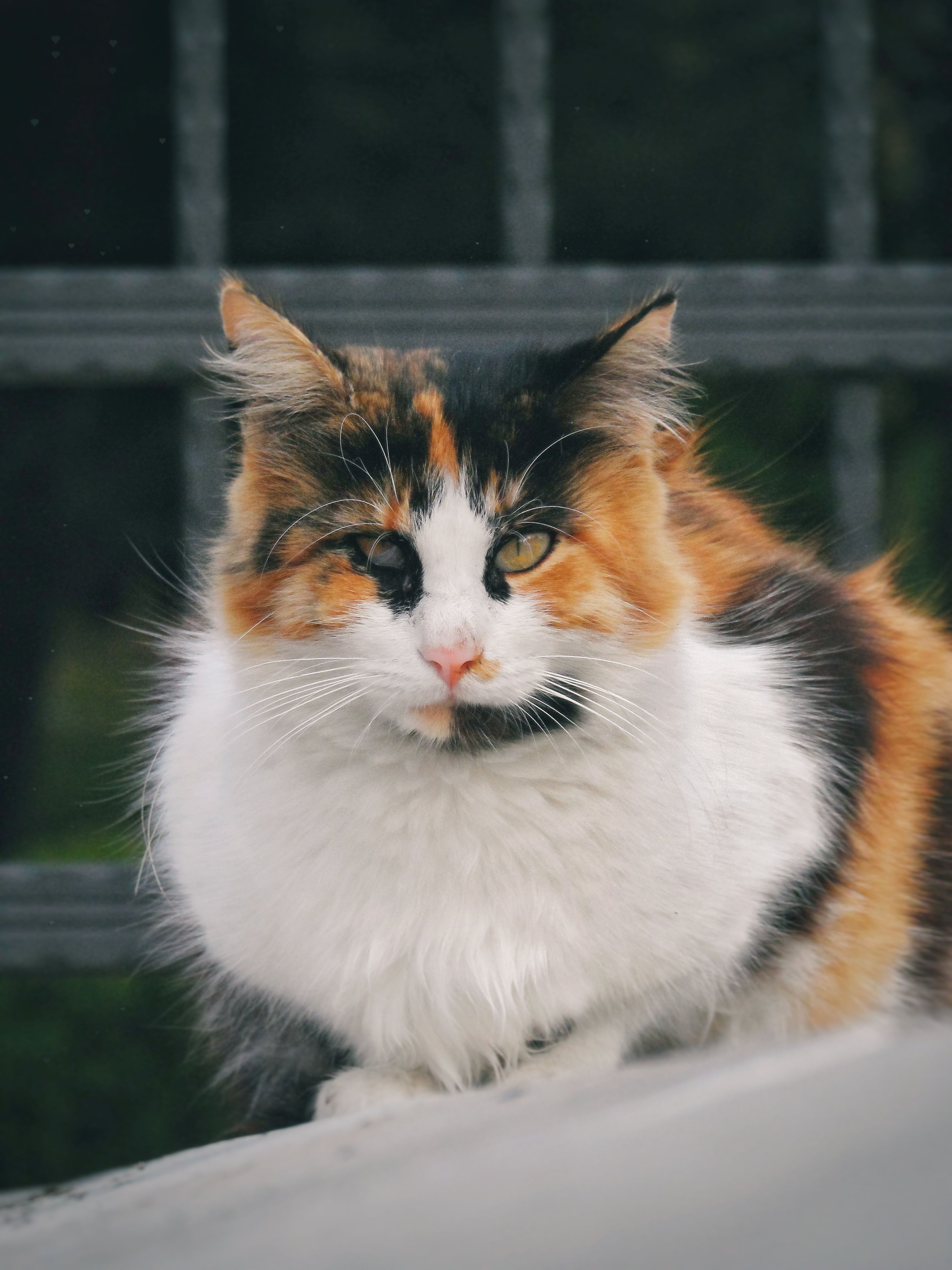 Thick Cat Photos, Download The BEST Free Thick Cat Stock Photos & HD Images