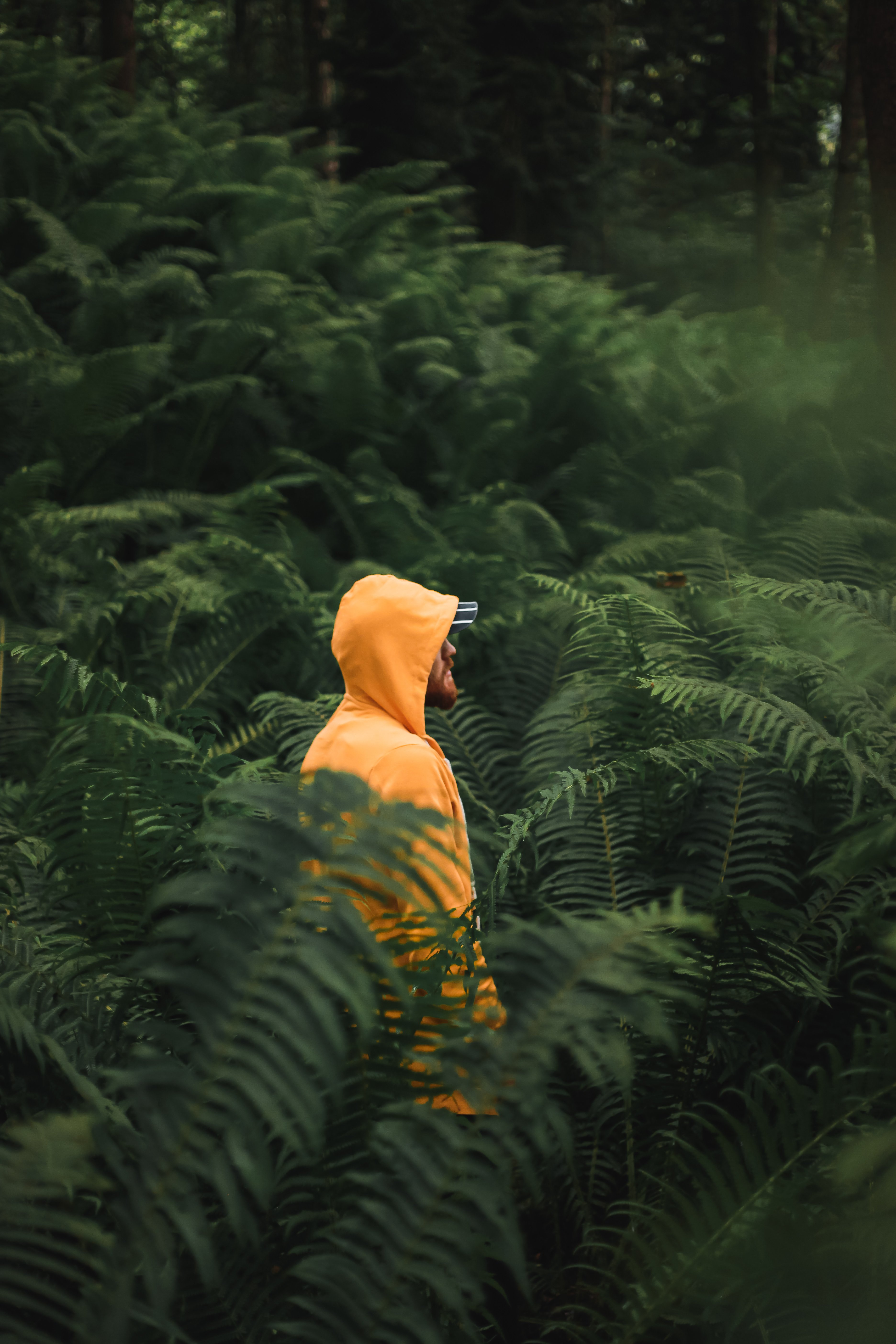 Man among Fern Leaves · Free Stock Photo