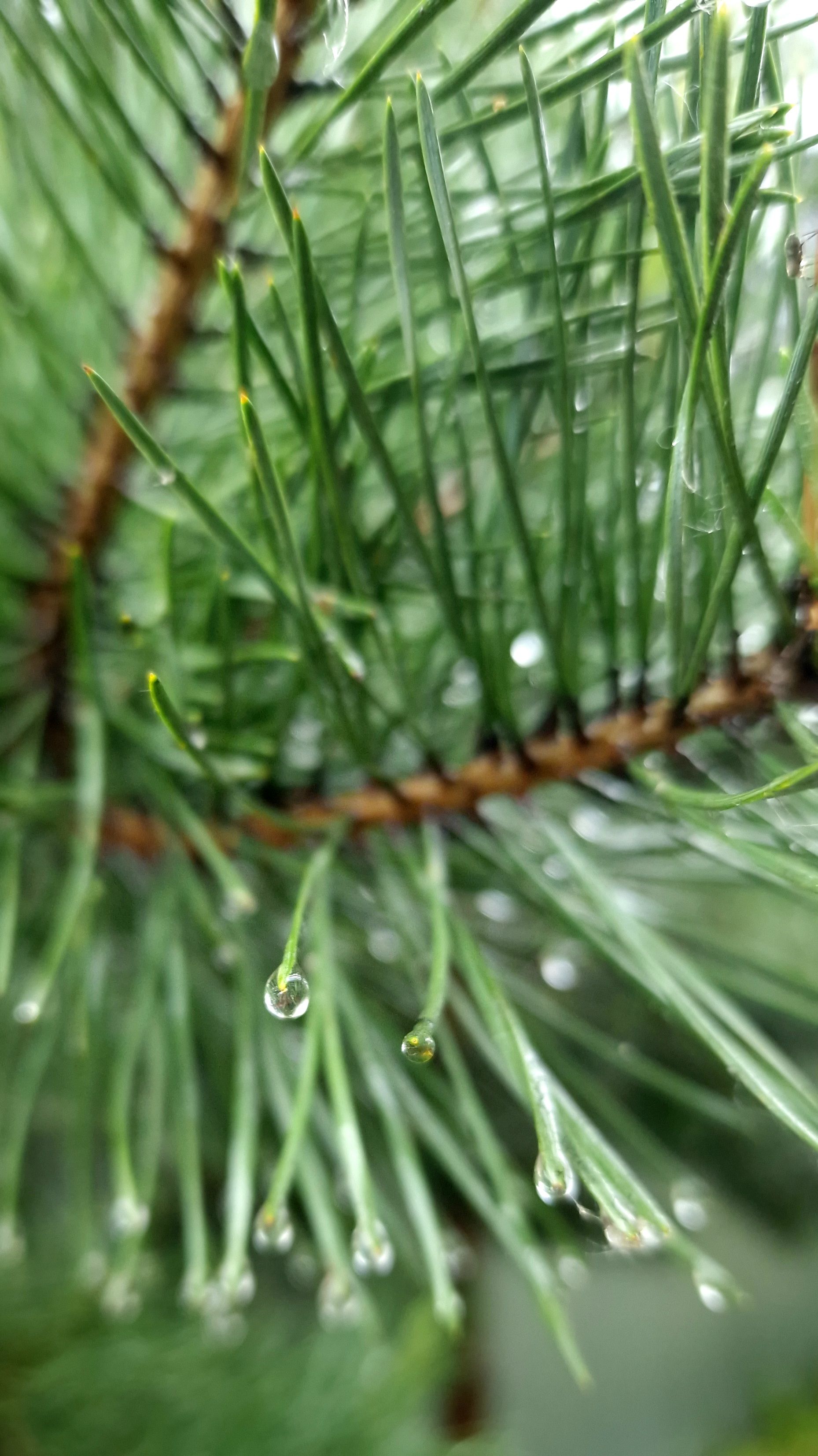 Raindrops On Evergreen Leaves Free Stock Photo