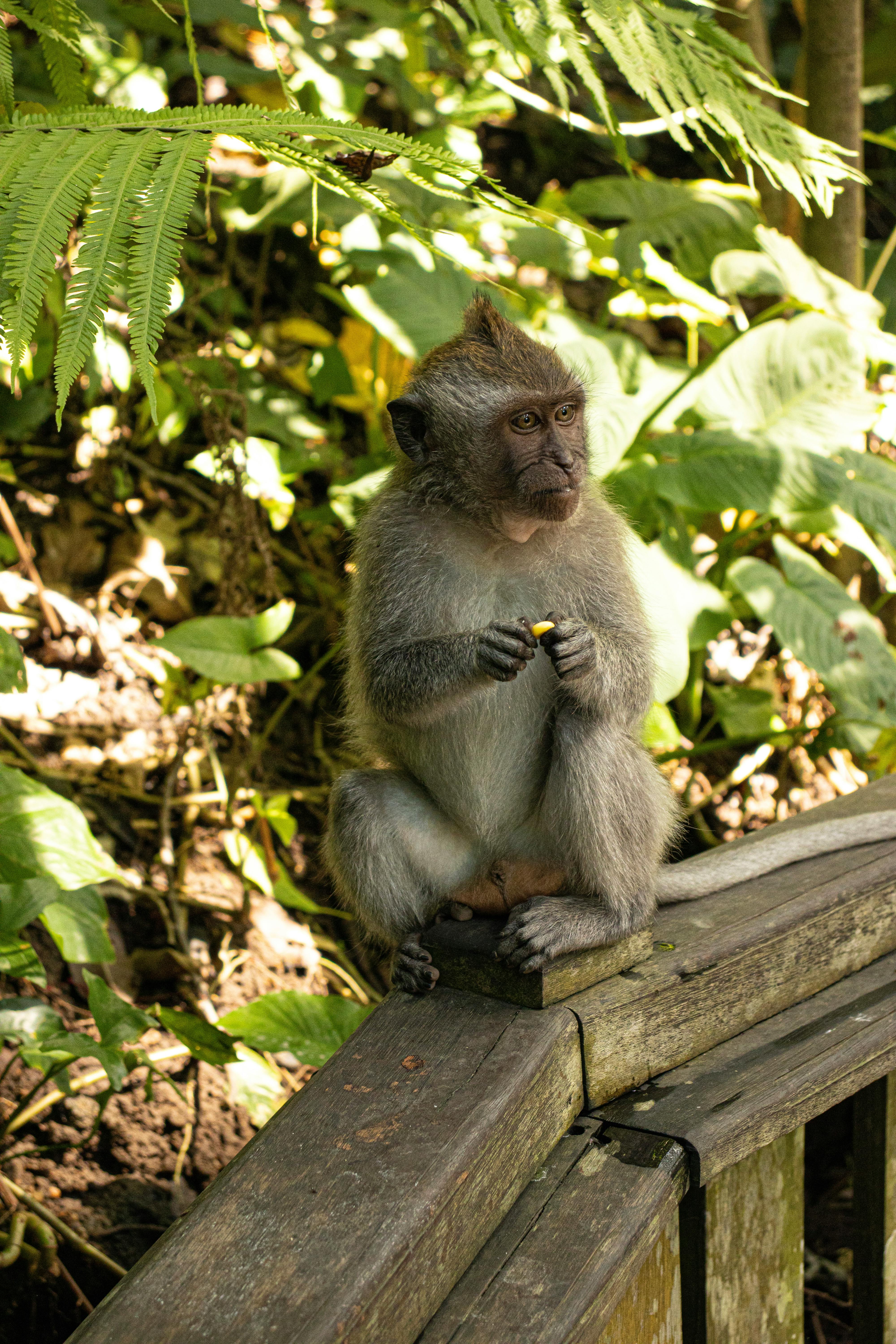 Mokey on Railing · Free Stock Photo