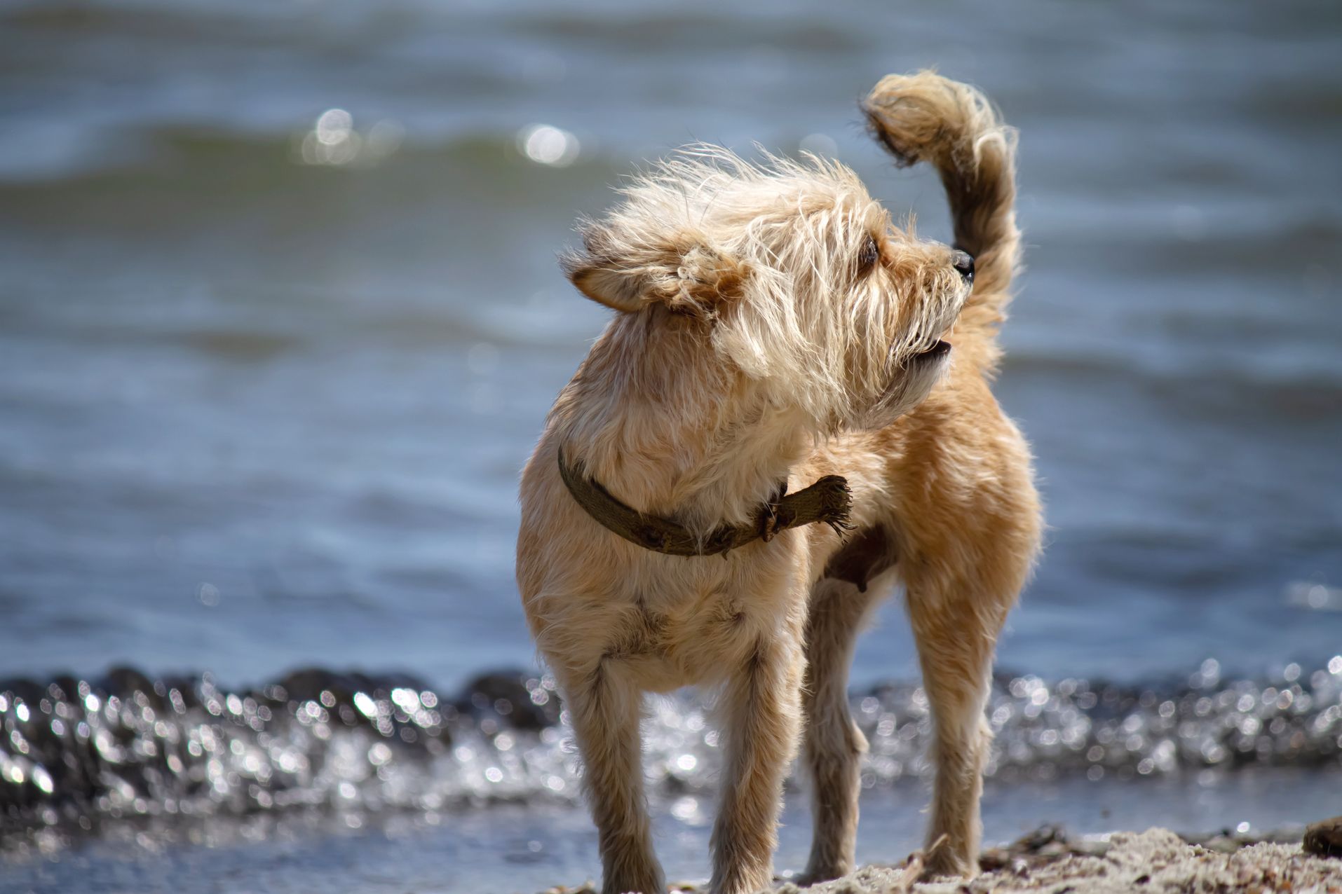 Biewer Terrier Pros and Cons: Discover the Good and Bad
