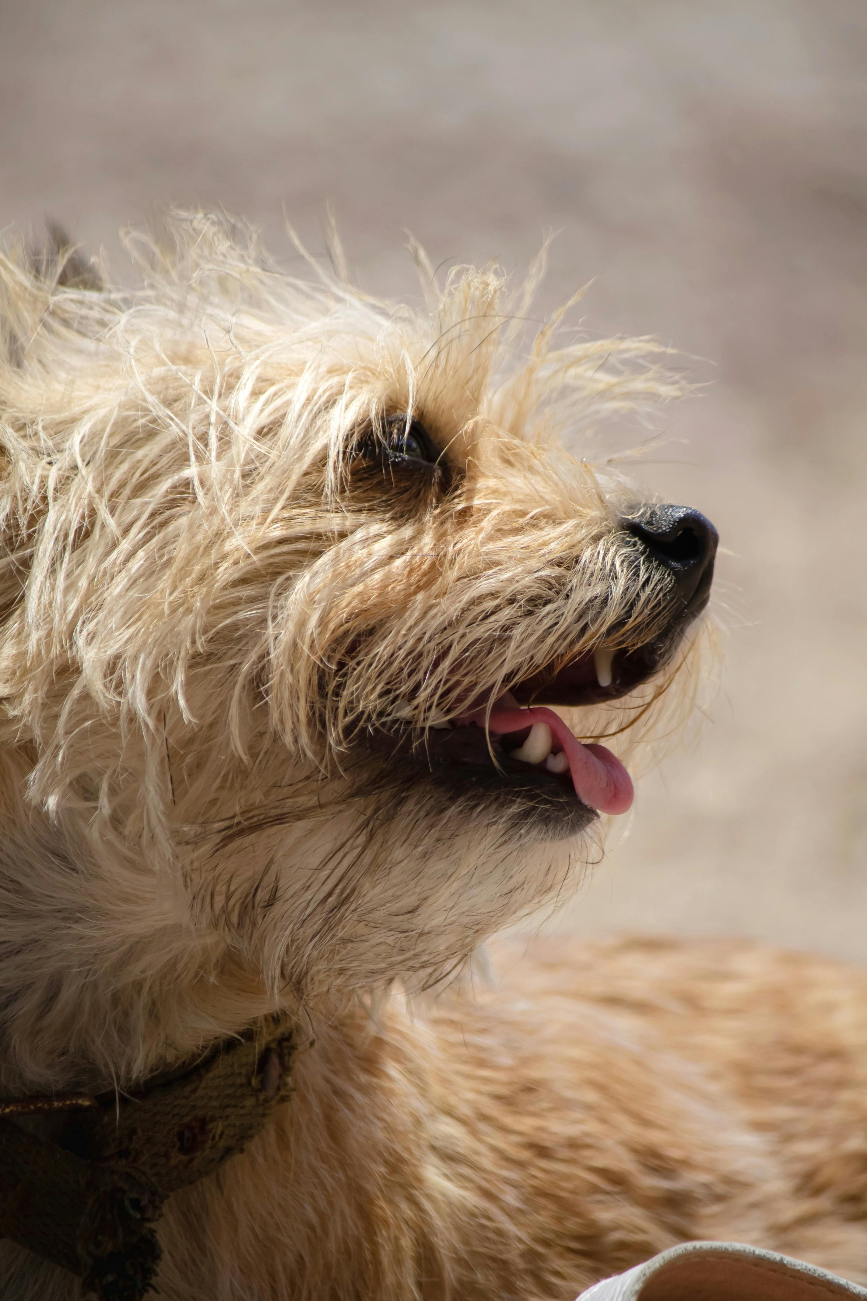Close-up of a Small Yellow Dog · Free Stock Photo