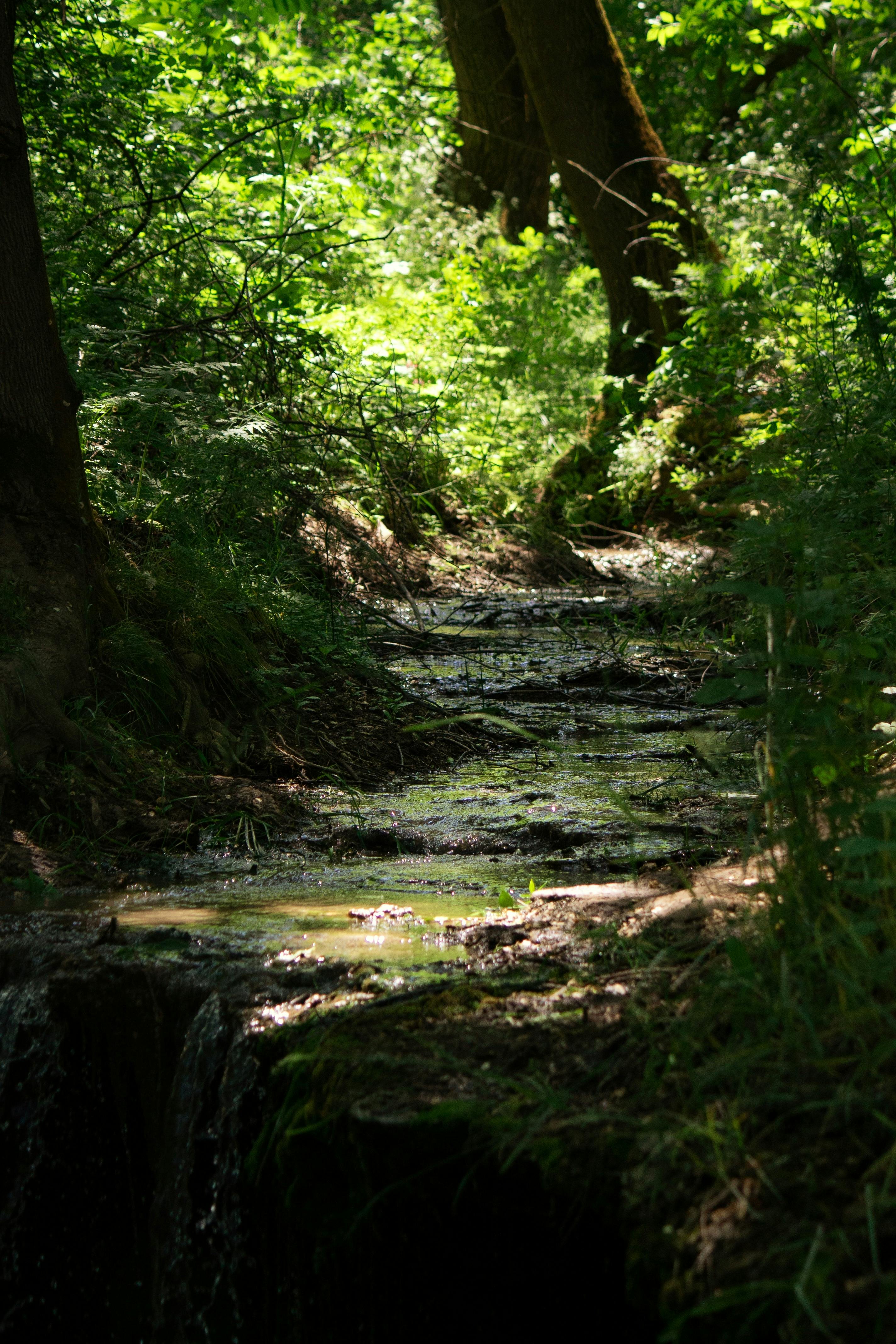 River Stream Photos, Download The BEST Free River Stream Stock Photos ...
