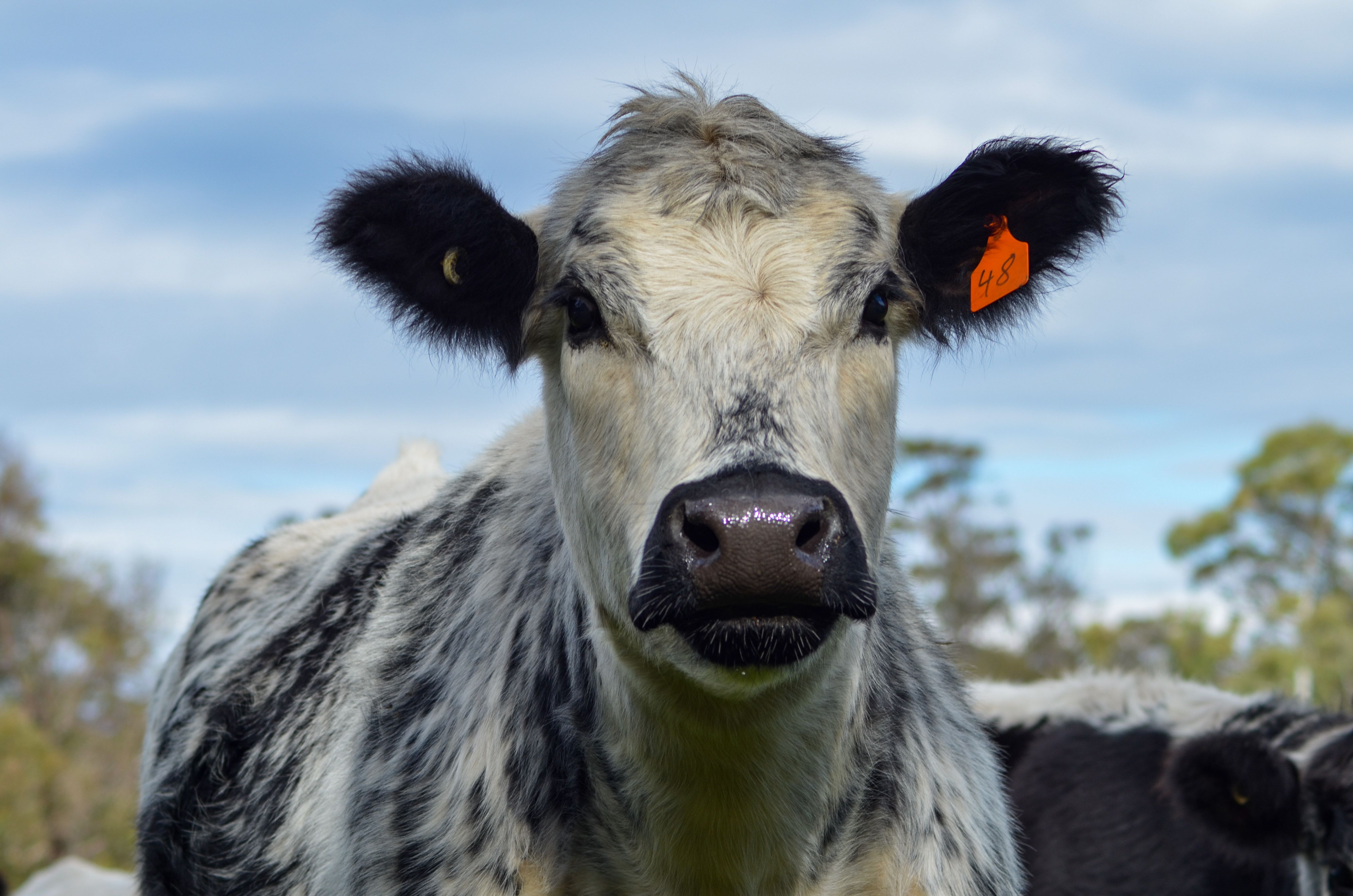 Speckle Park Cow with Orange Ear Tag · Free Stock Photo