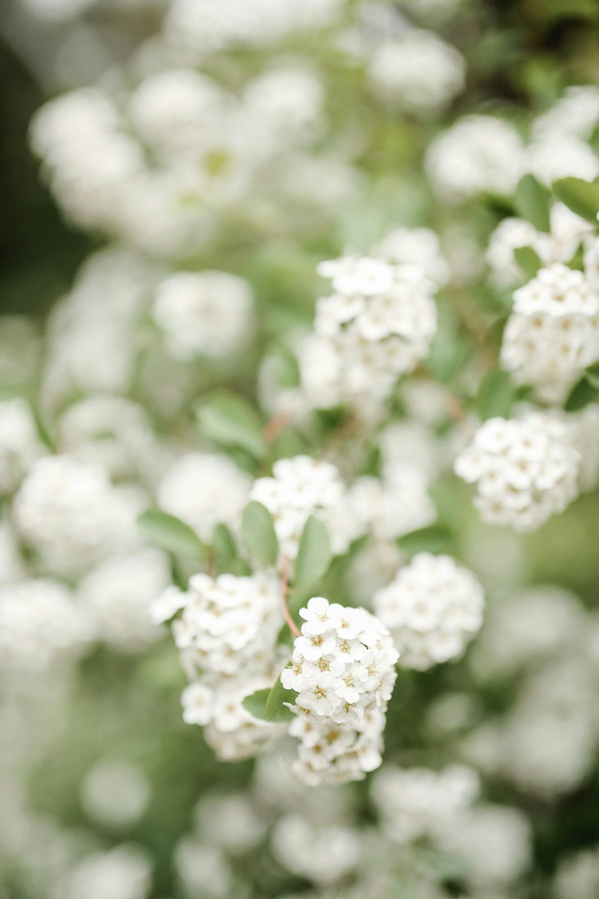 All White Flowers Photos, Download The BEST Free All White Flowers ...