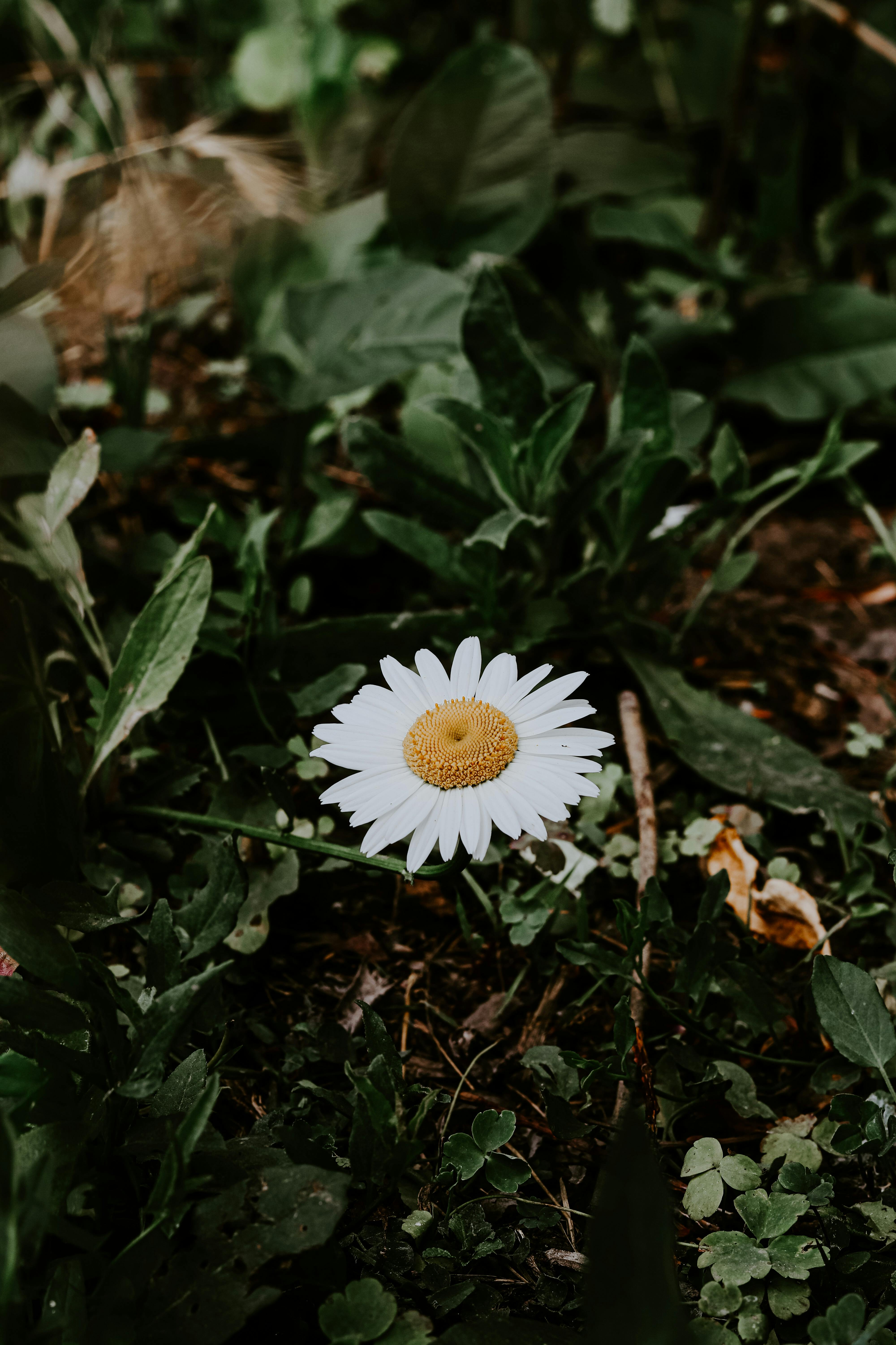 A Daisy Among Leaves · Free Stock Photo