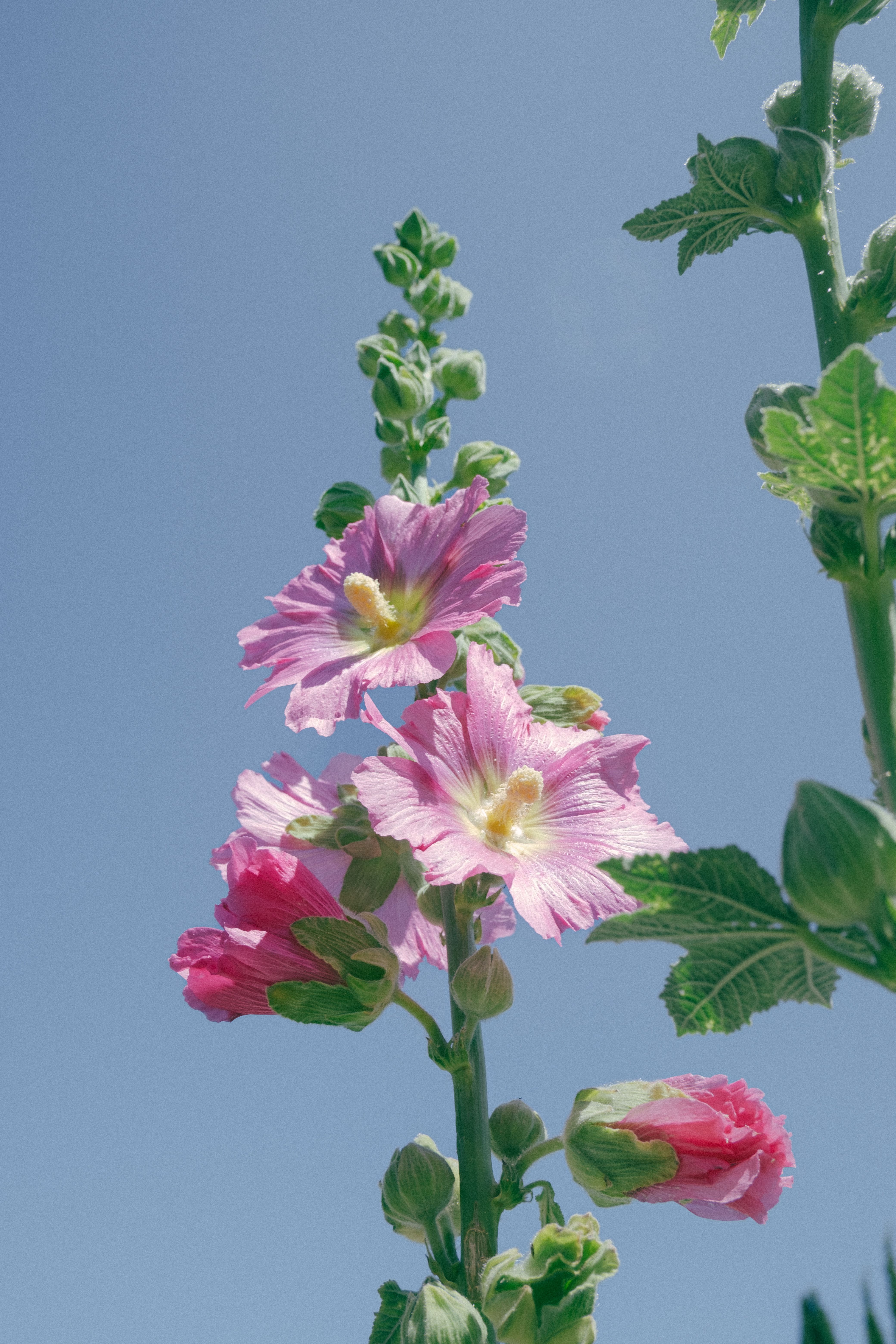 A Hollyhock Flower · Free Stock Photo