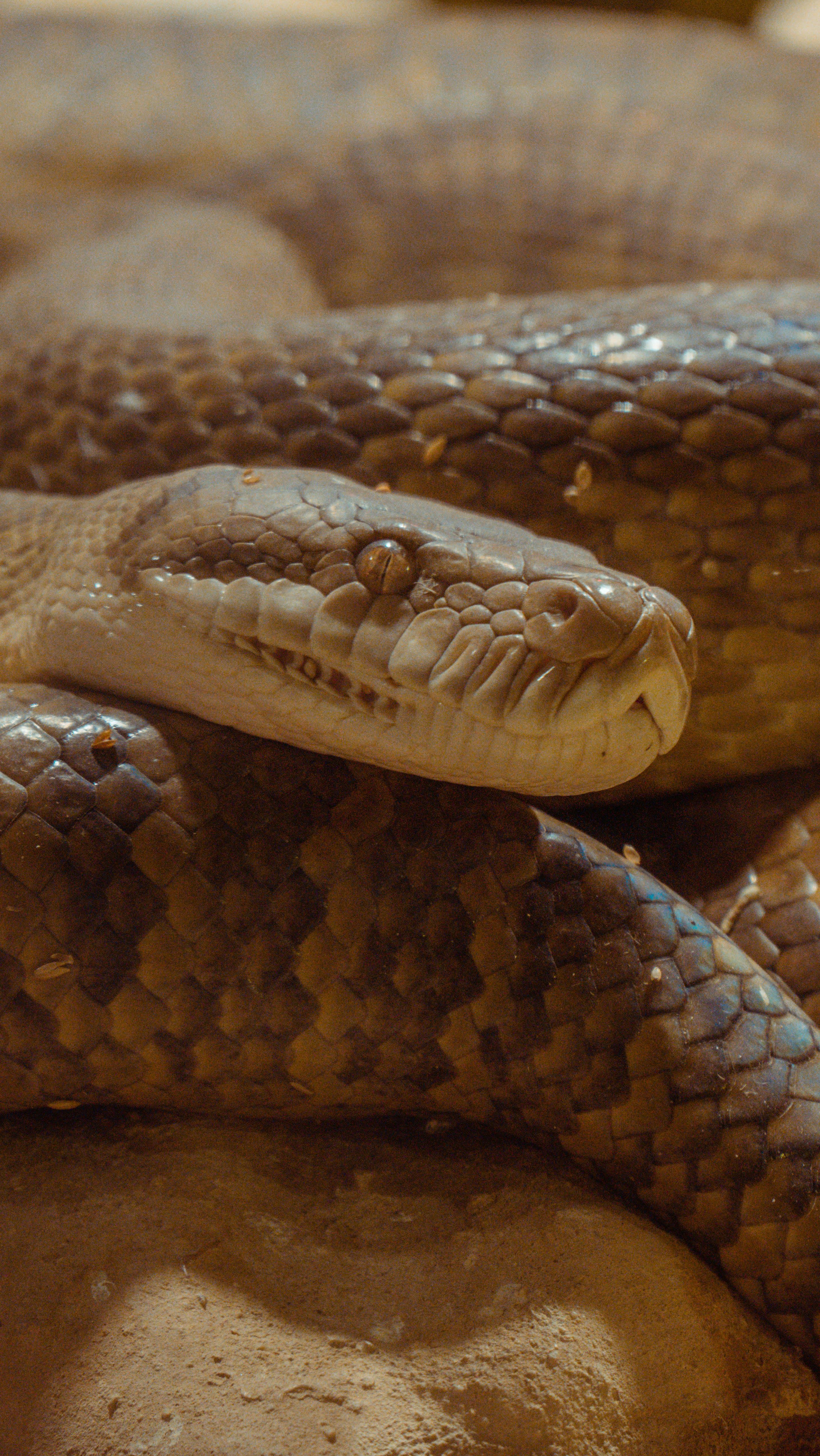 Snake Head in Nature · Free Stock Photo