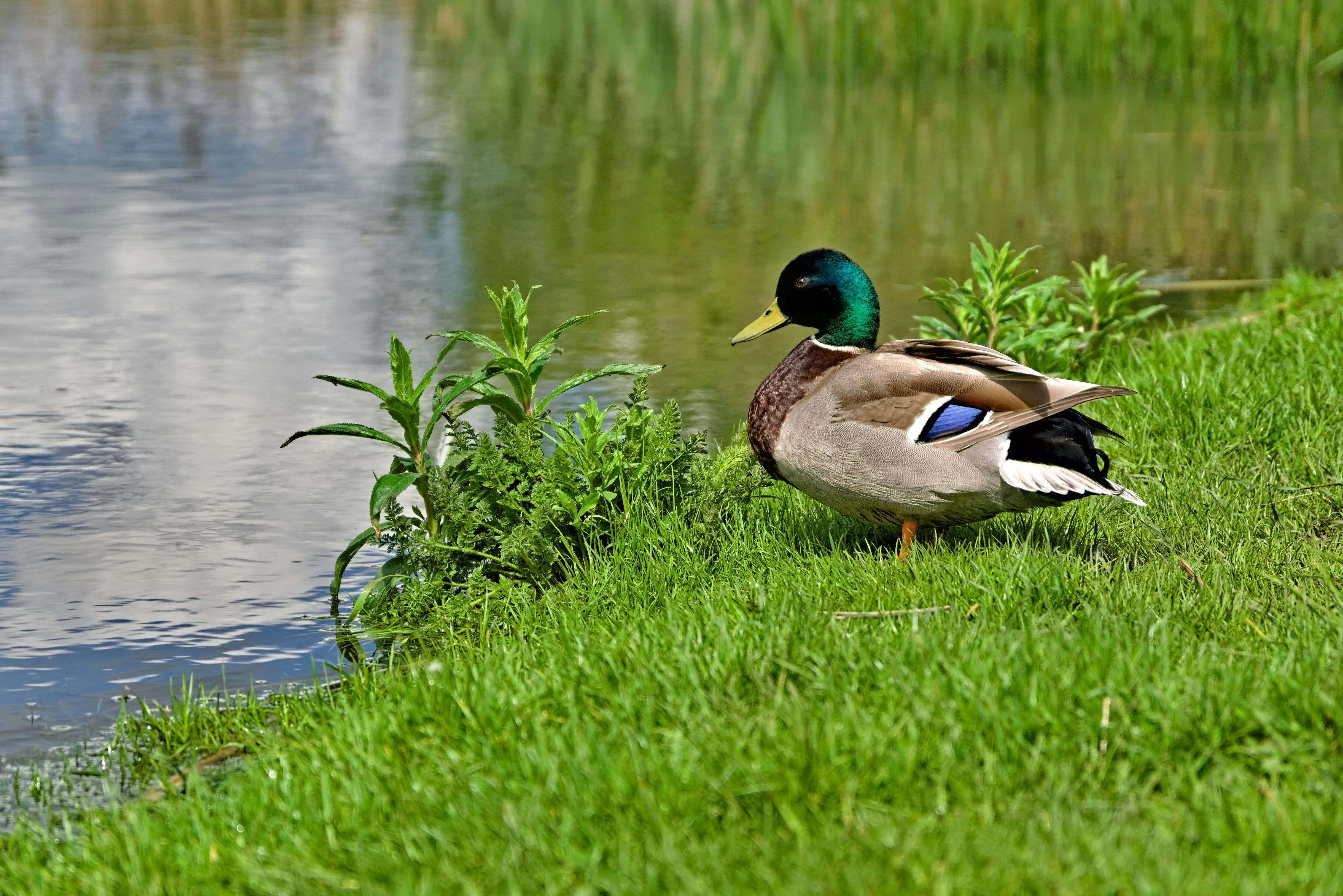Wallpaper Duck Photos, Download The BEST Free Wallpaper Duck Stock ...