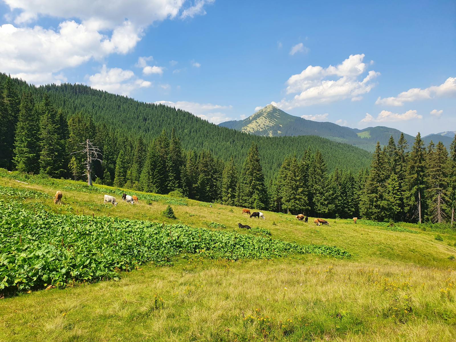 Green Pasture Photos, Download The BEST Free Green Pasture Stock Photos ...