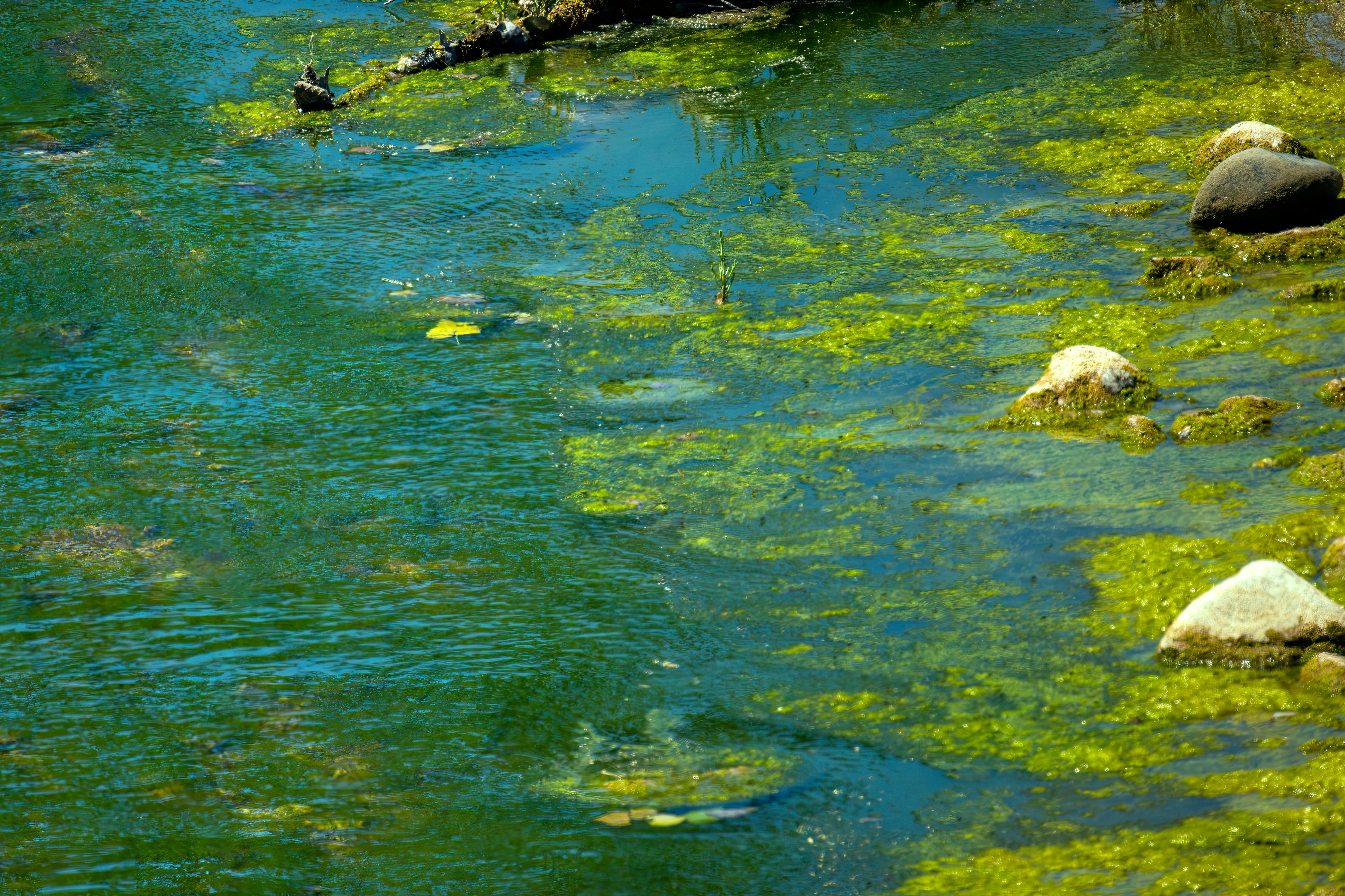 Photo of a Pond · Free Stock Photo