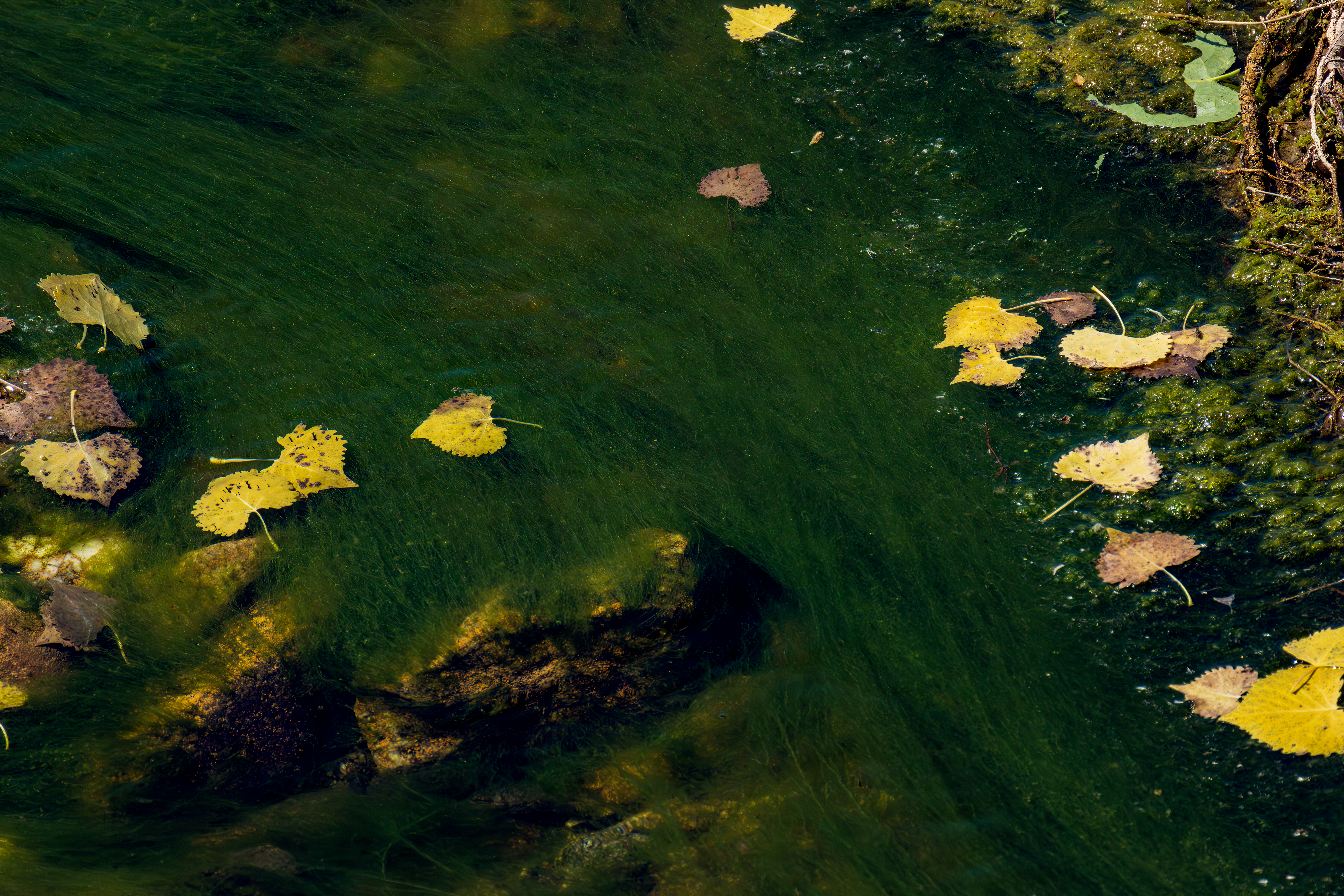 Yellow Leaves in a Stream with Frogspawn · Free Stock Photo