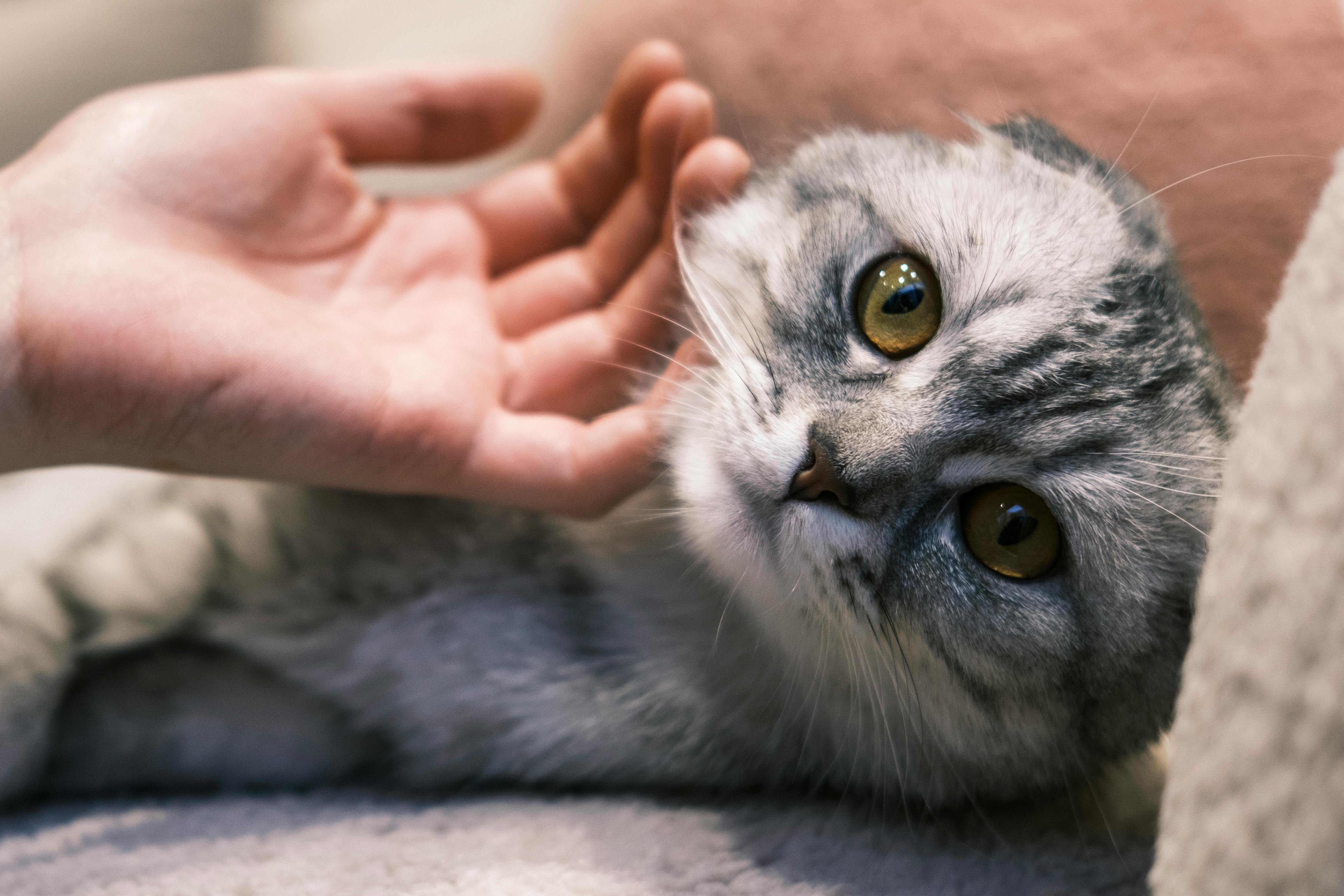 Hand Petting a Cat · Free Stock Photo