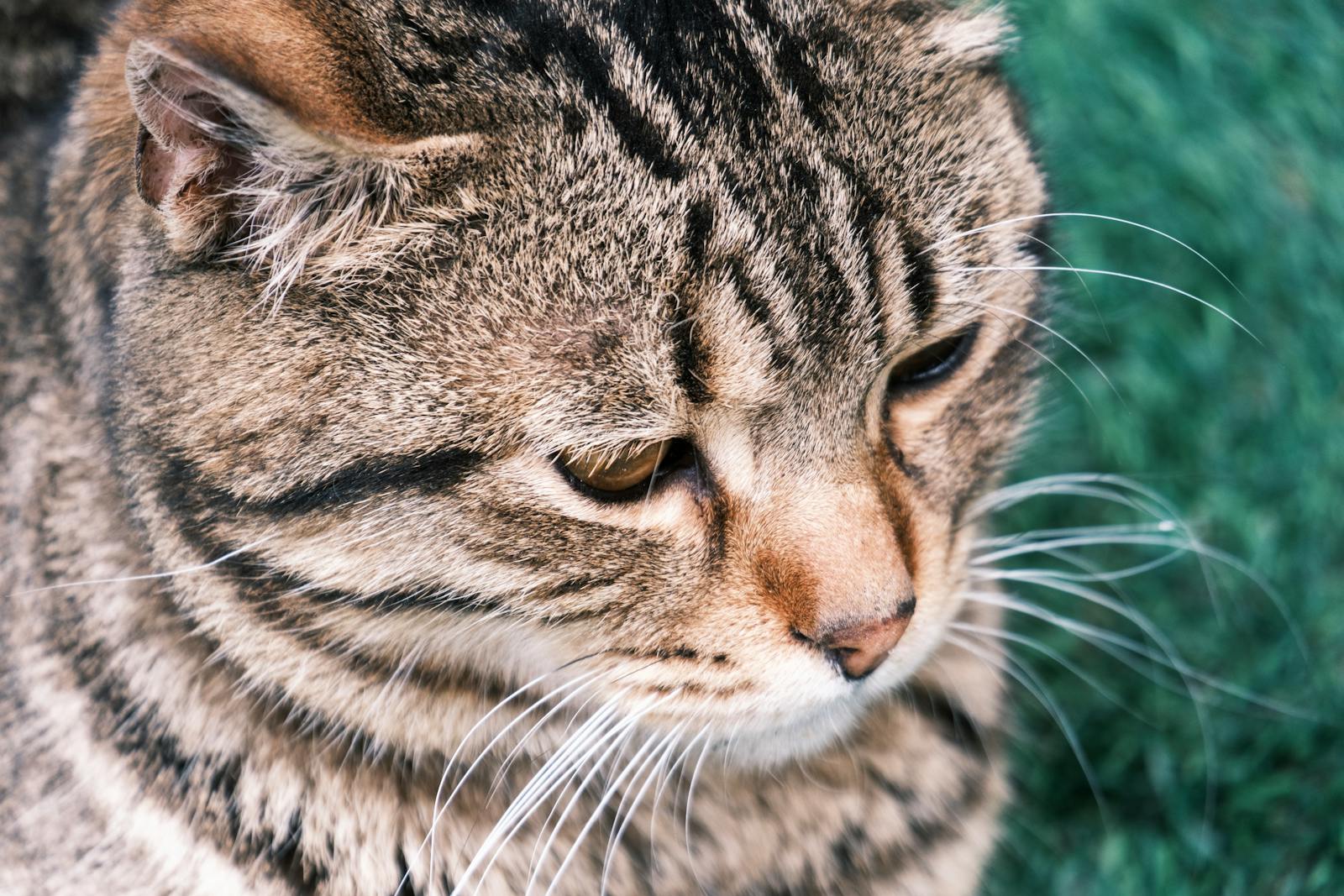 Grumpy Face Photos, Download The BEST Free Grumpy Face Stock Photos ...