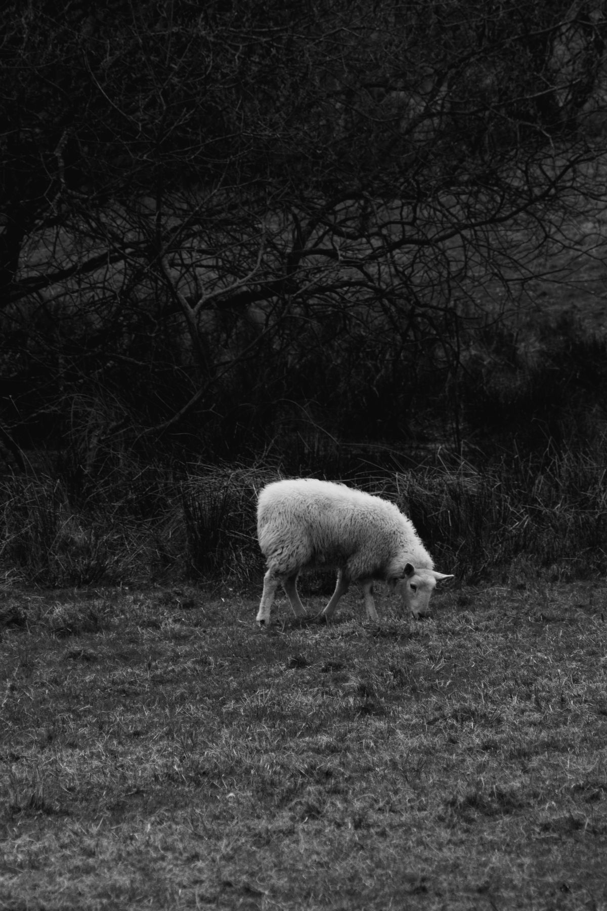 Black Sheep Photos, Download The BEST Free Black Sheep Stock Photos ...