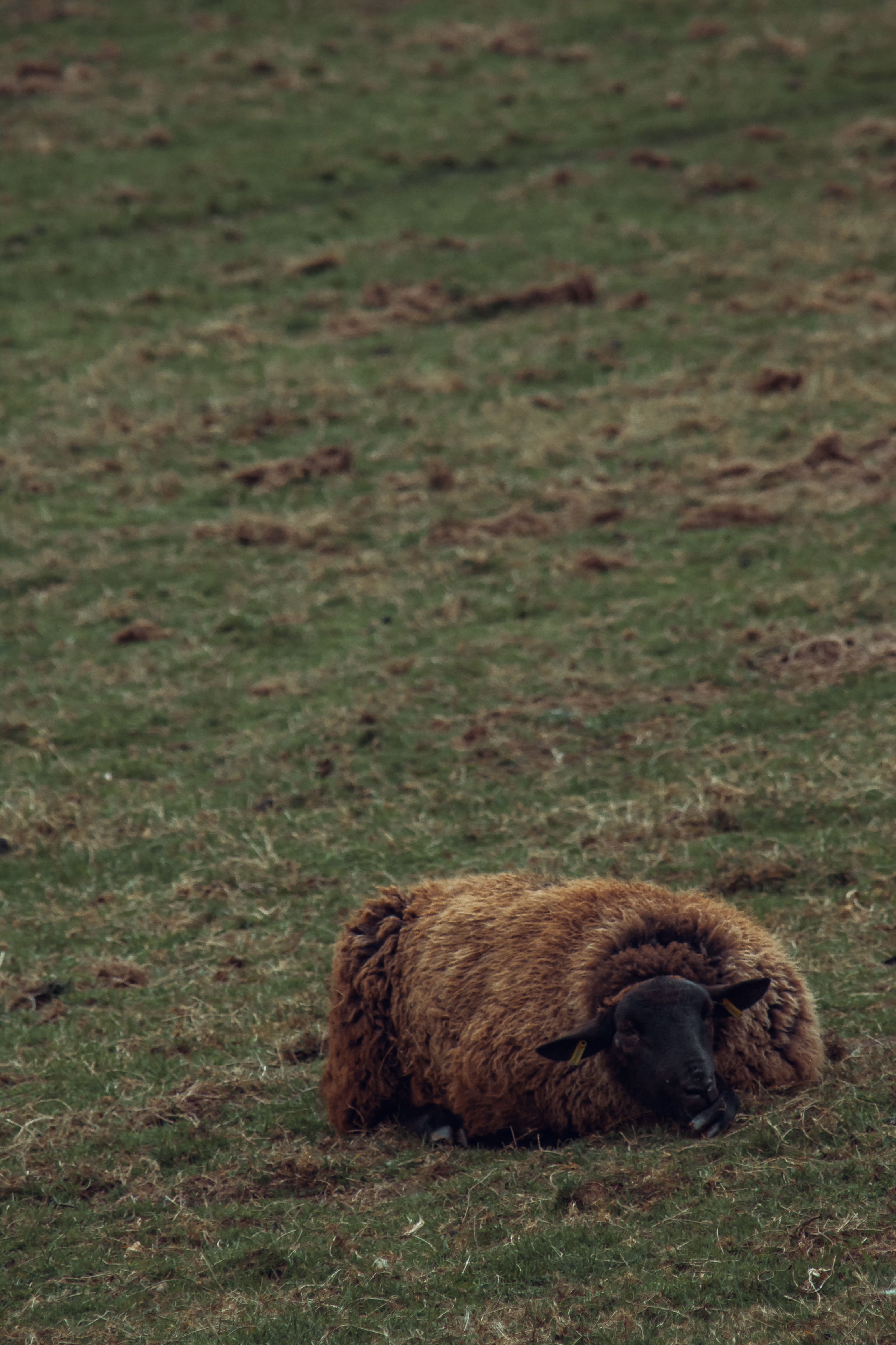 Sheep Lying Down on Grass · Free Stock Photo