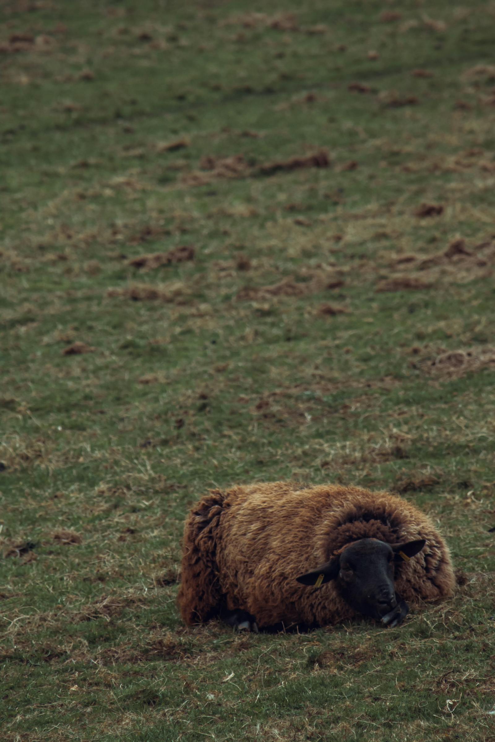 Cast Down Sheep Photos, Download The BEST Free Cast Down Sheep Stock ...