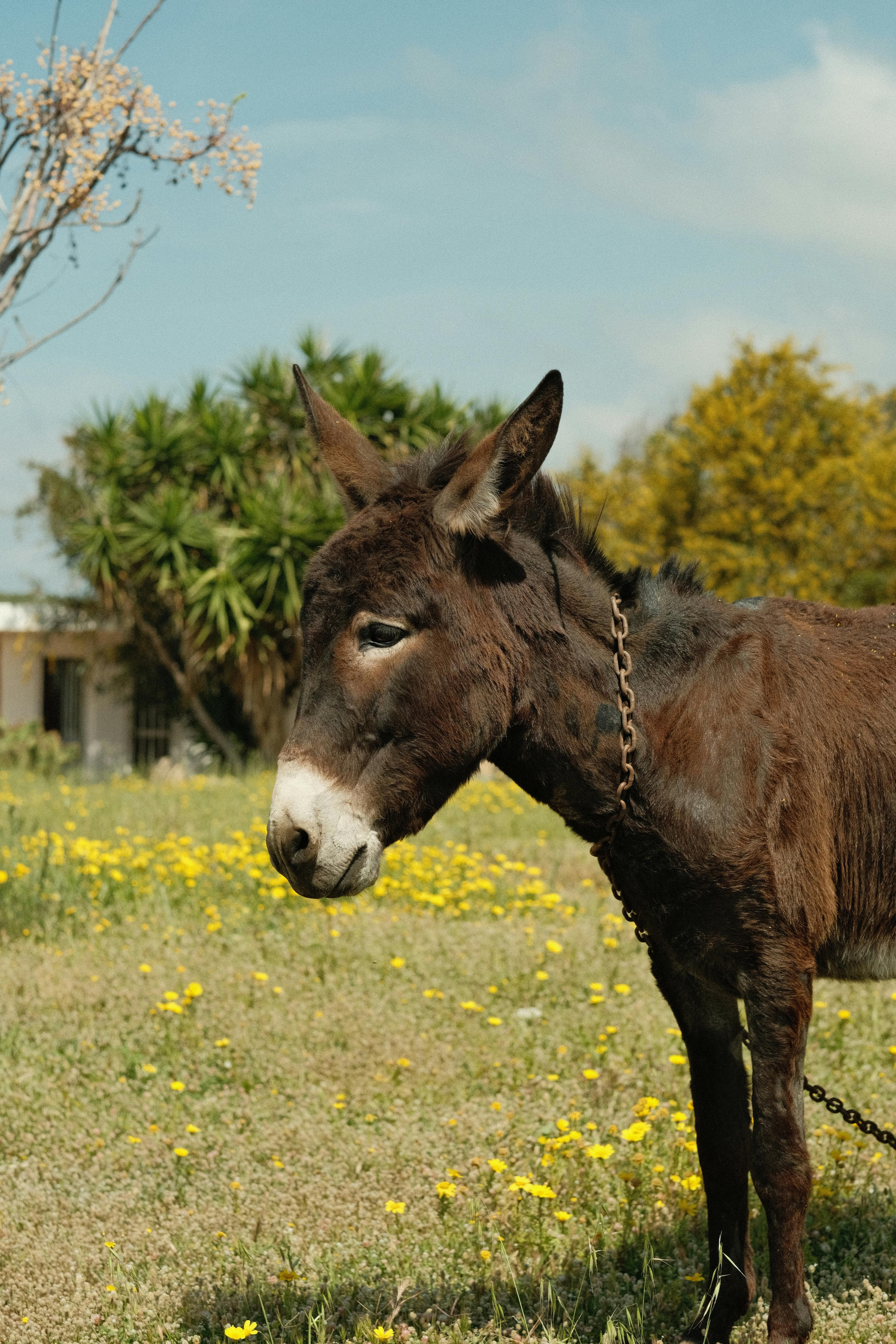 Donkey Wallpaper Photos, Download The BEST Free Donkey Wallpaper Stock ...