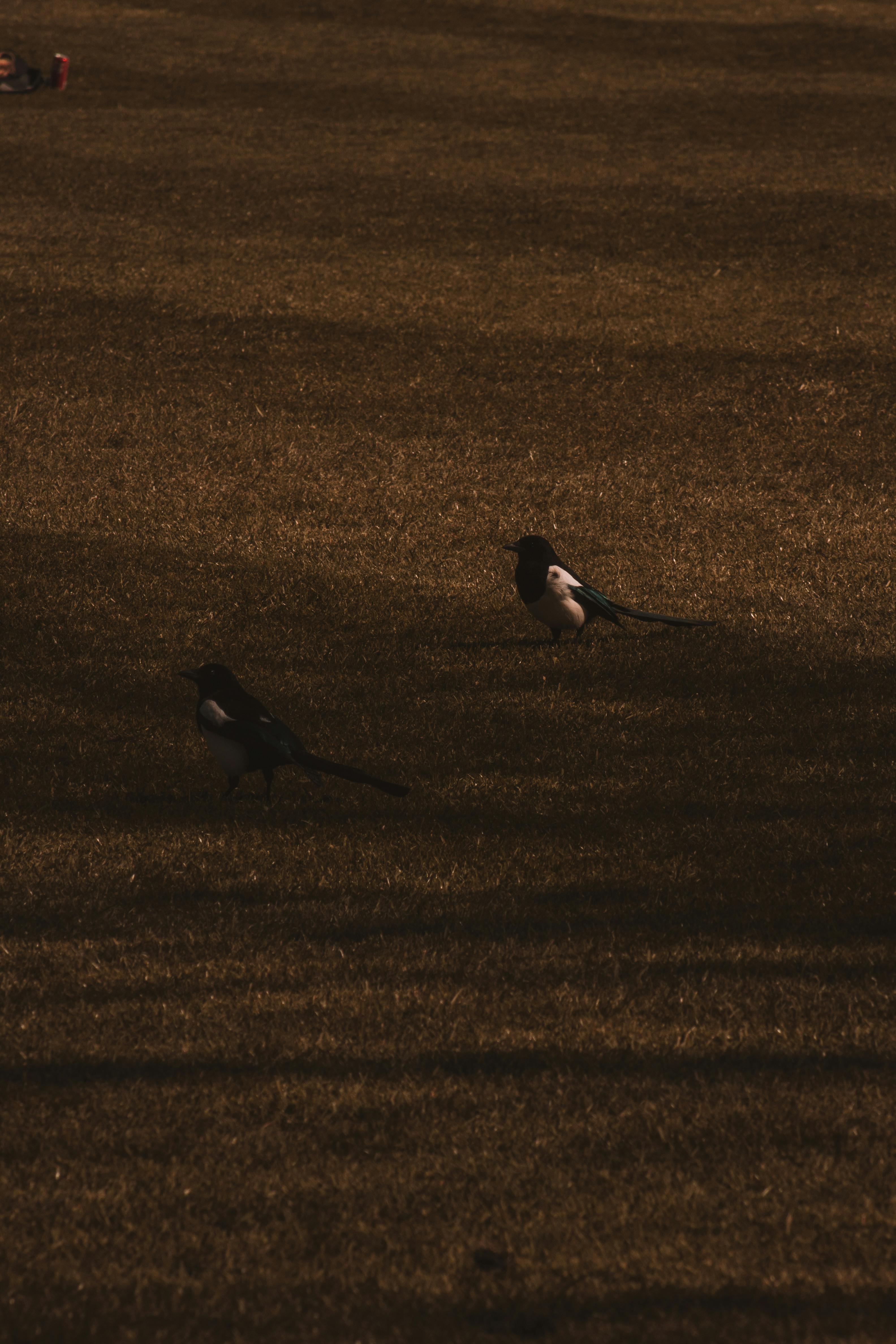 Magpies on Grass · Free Stock Photo
