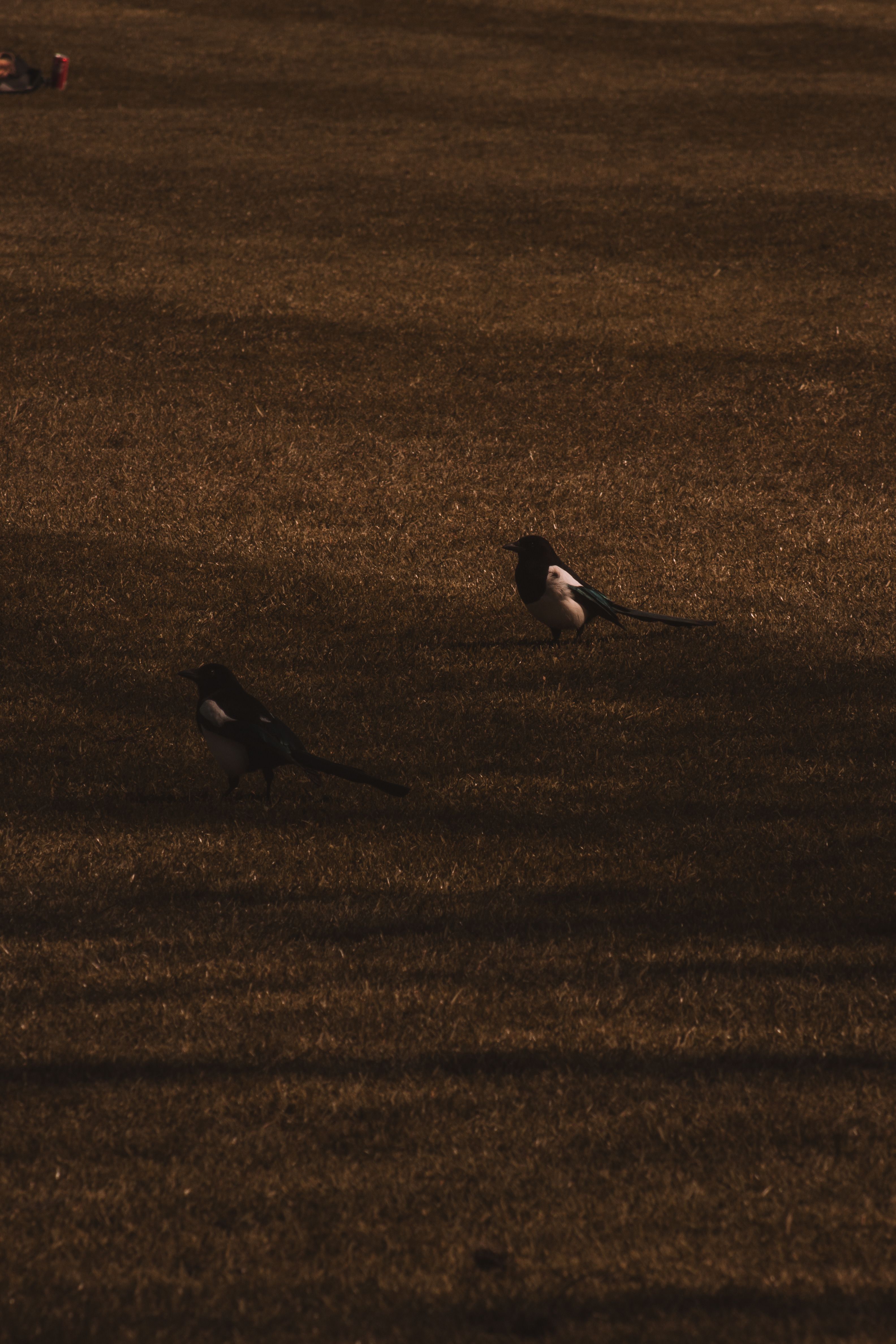 Two Magpies Photos, Download The BEST Free Two Magpies Stock Photos ...