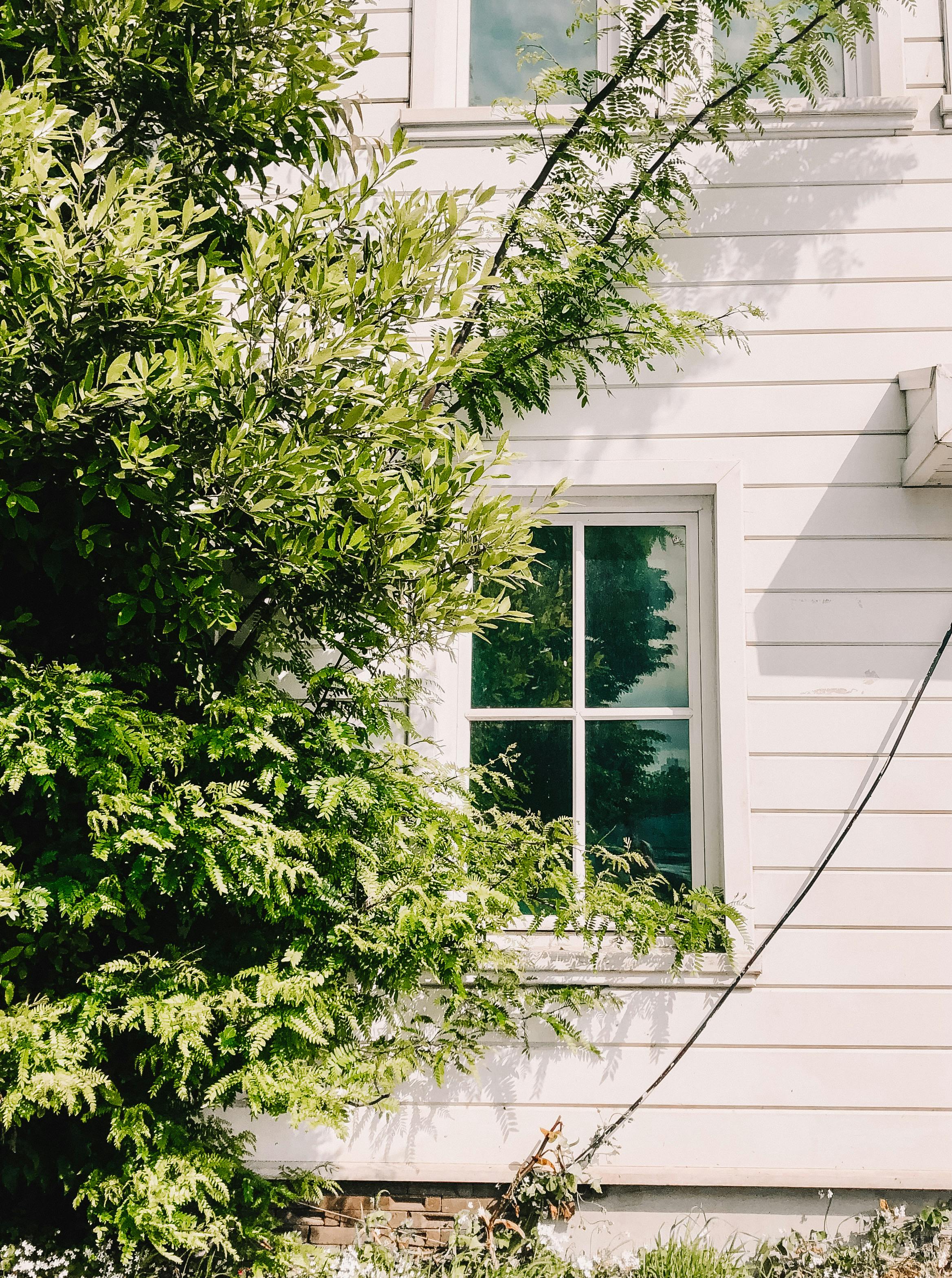 Conifer Tree in front of a House · Free Stock Photo