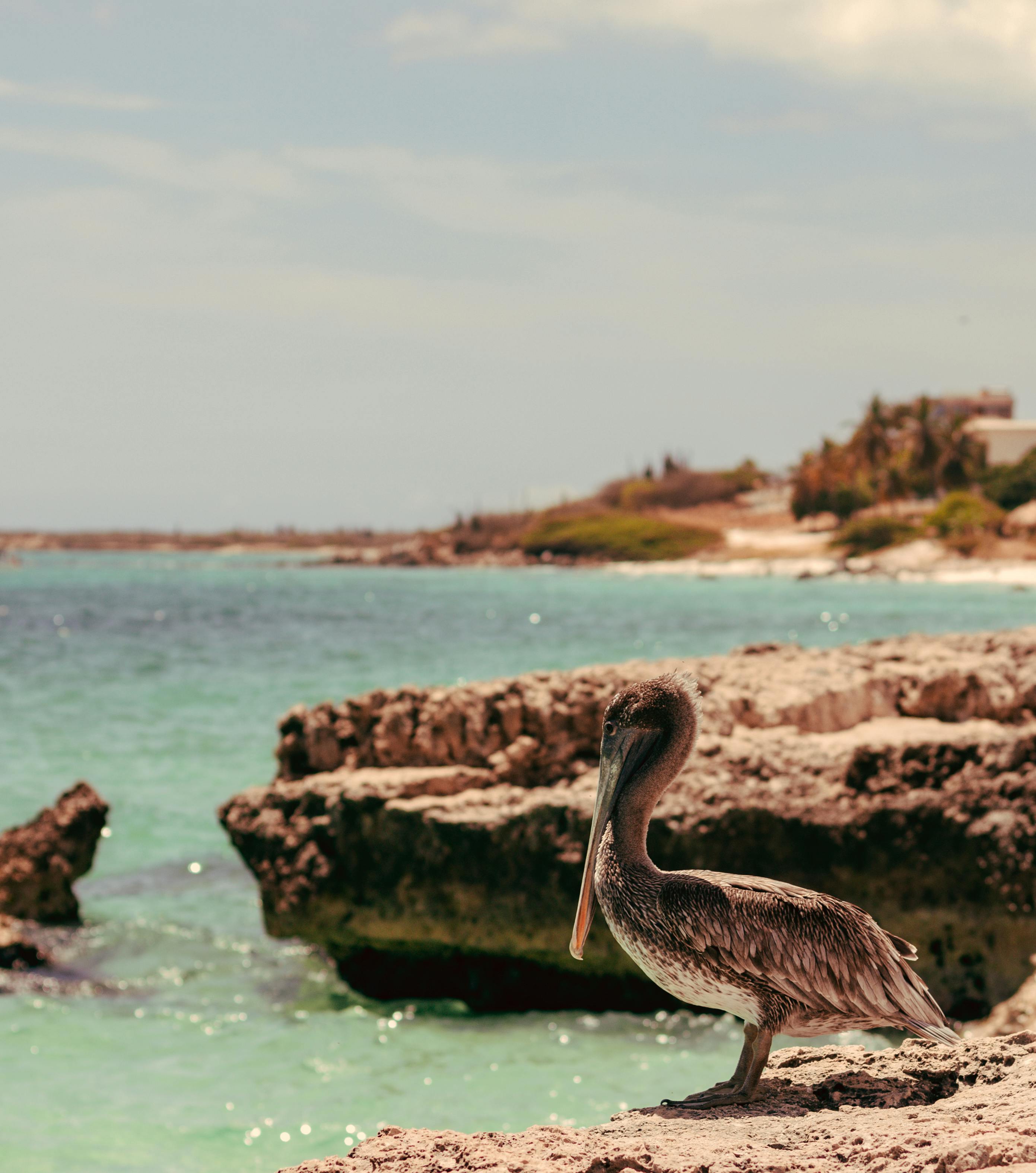 Number Bird Photos, Download The BEST Free Number Bird Stock Photos ...