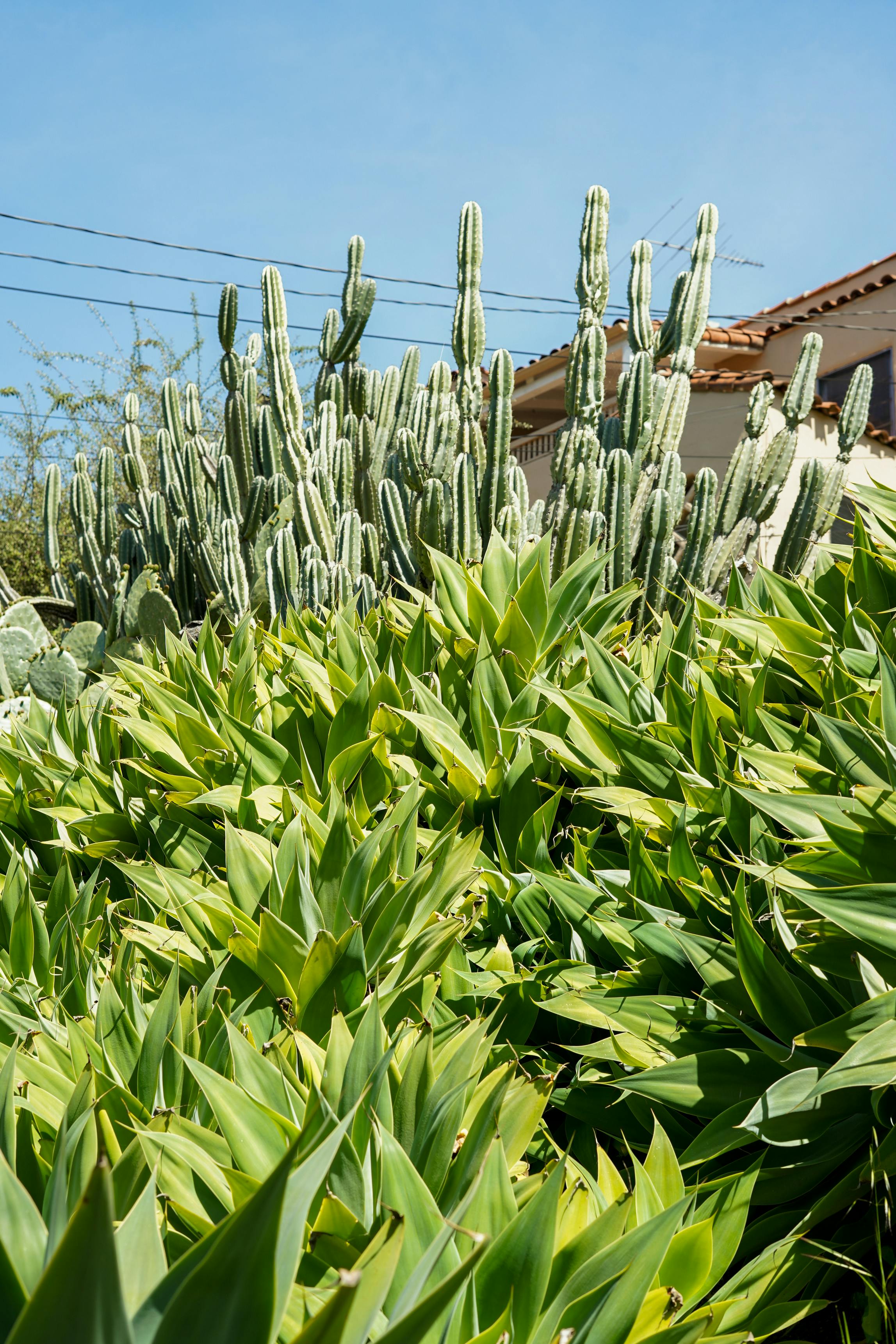 Tropical Plants and Cacti Growing Outside · Free Stock Photo