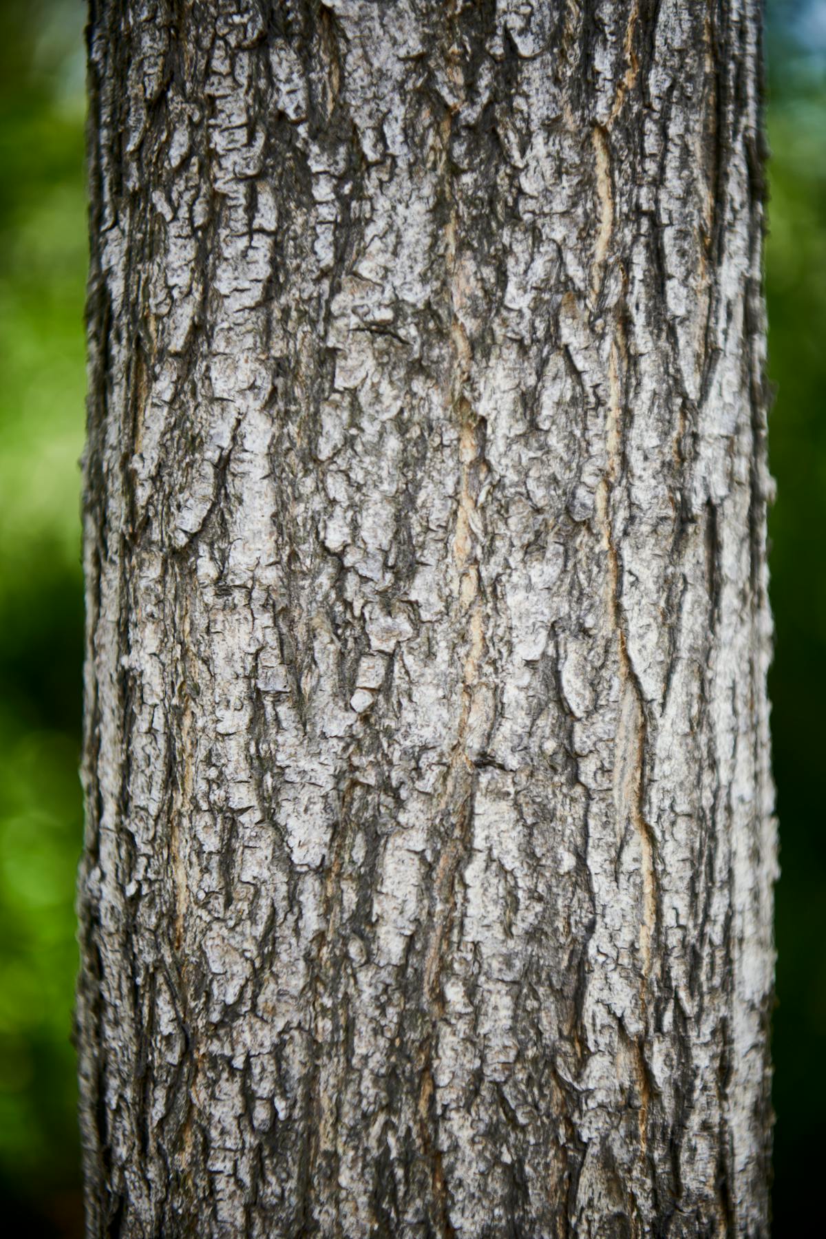 Backgroundc Bark Photos, Download The BEST Free Backgroundc Bark Stock ...