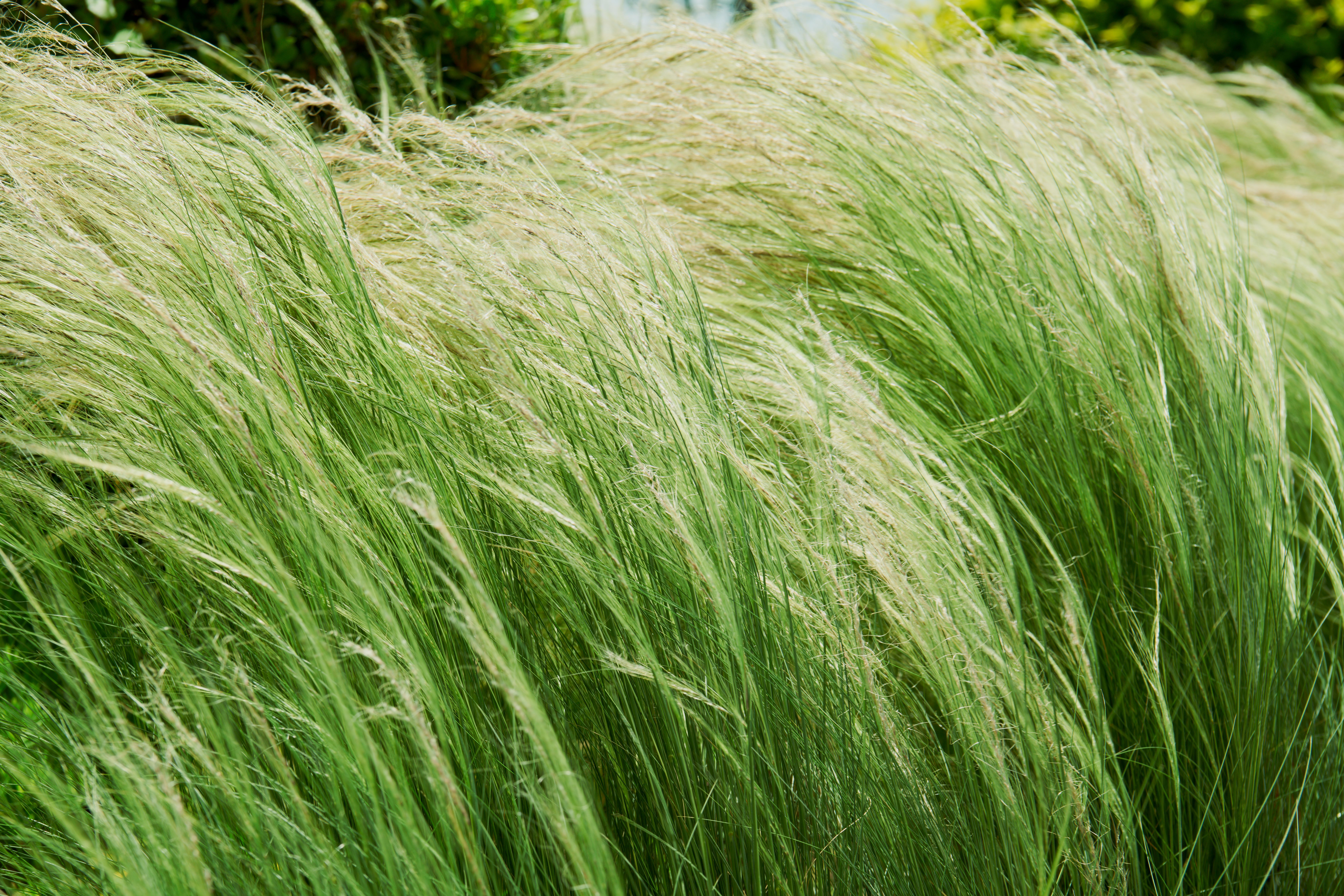 Close up of Grasses · Free Stock Photo