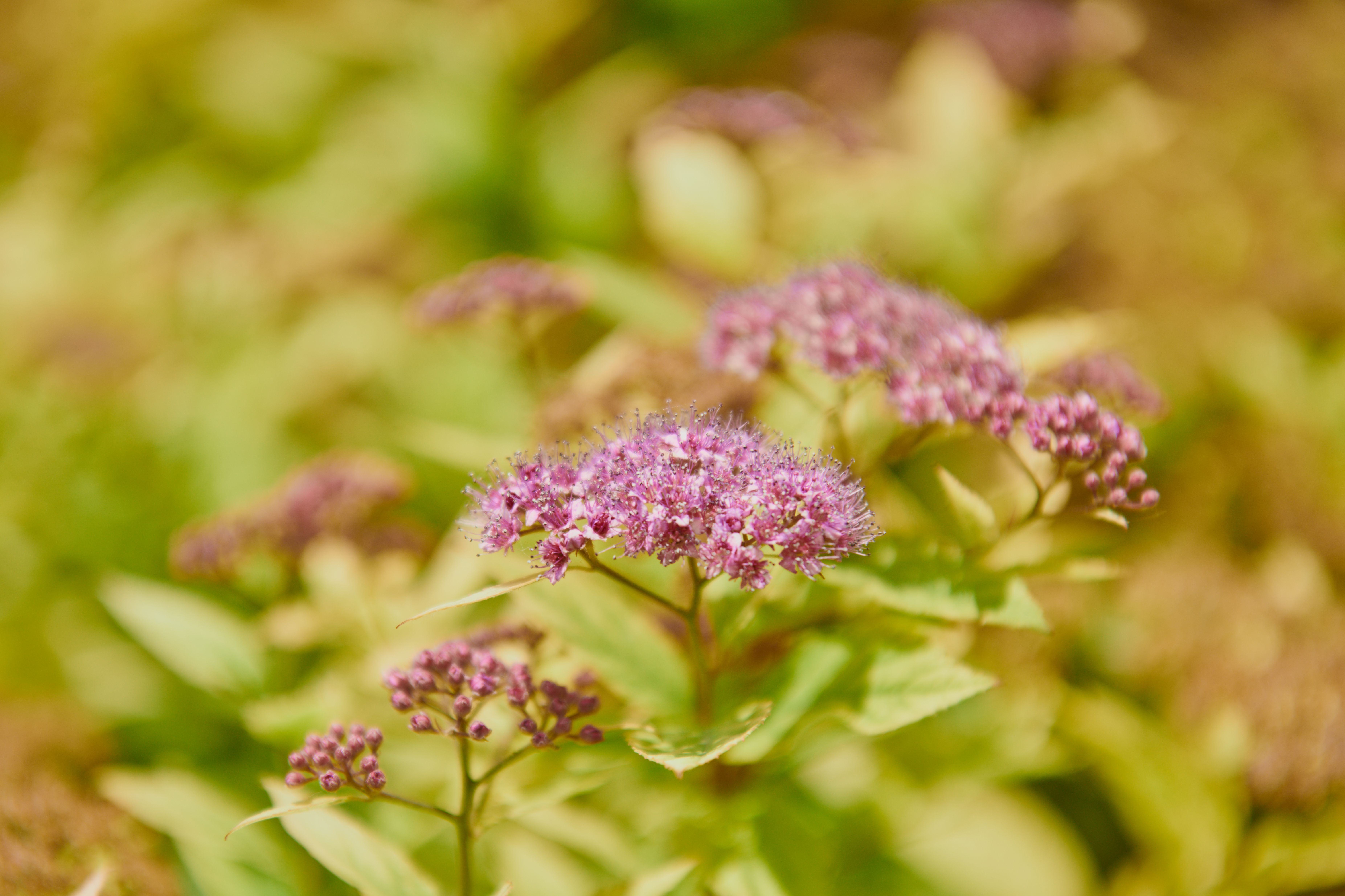 Purple Bee Balm Flower · Free Stock Photo
