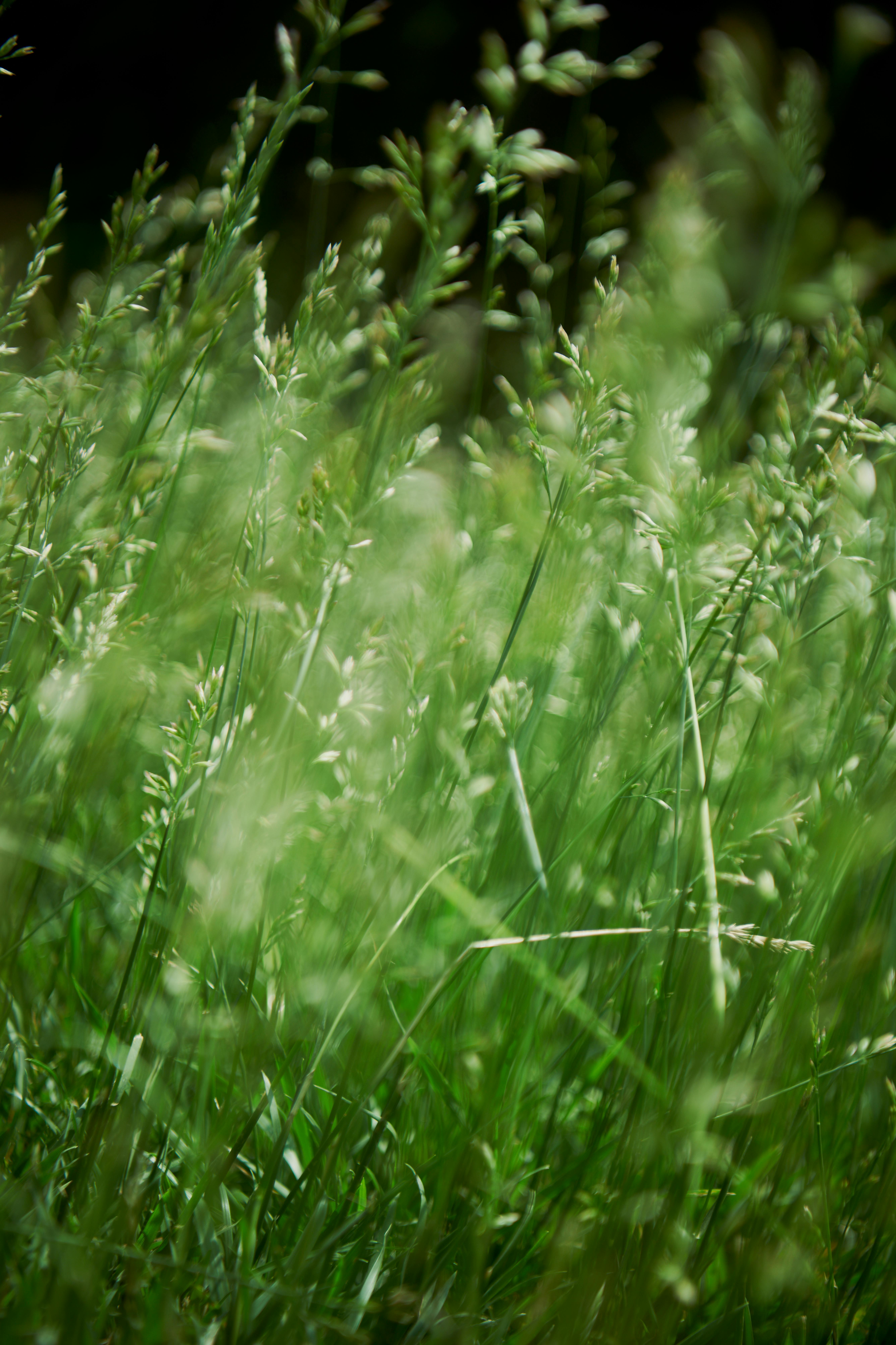 Close up of Green Grasses Plants · Free Stock Photo