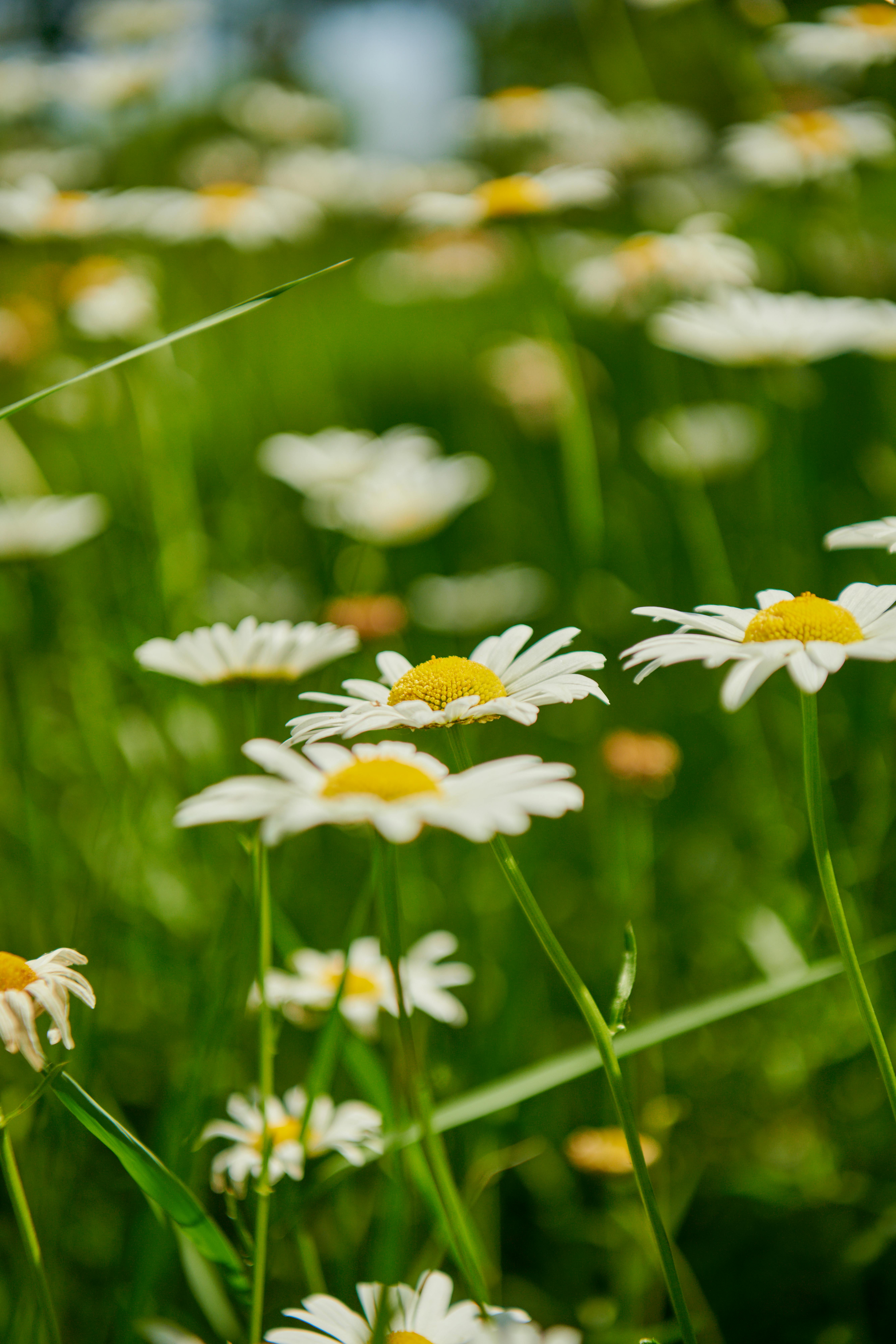 Close up of Chamomile Flowers · Free Stock Photo