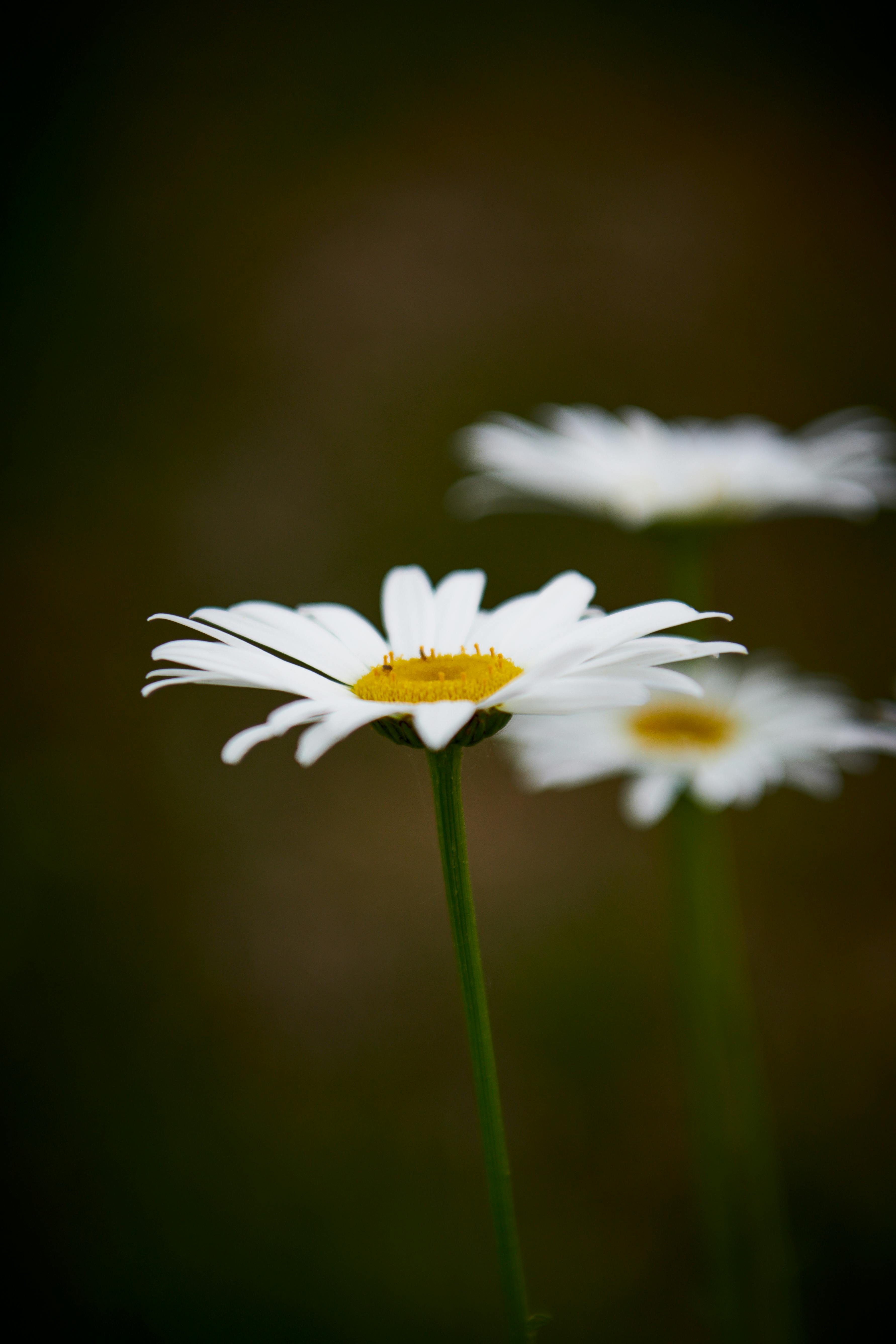 Close up of Chamomile Flowers · Free Stock Photo