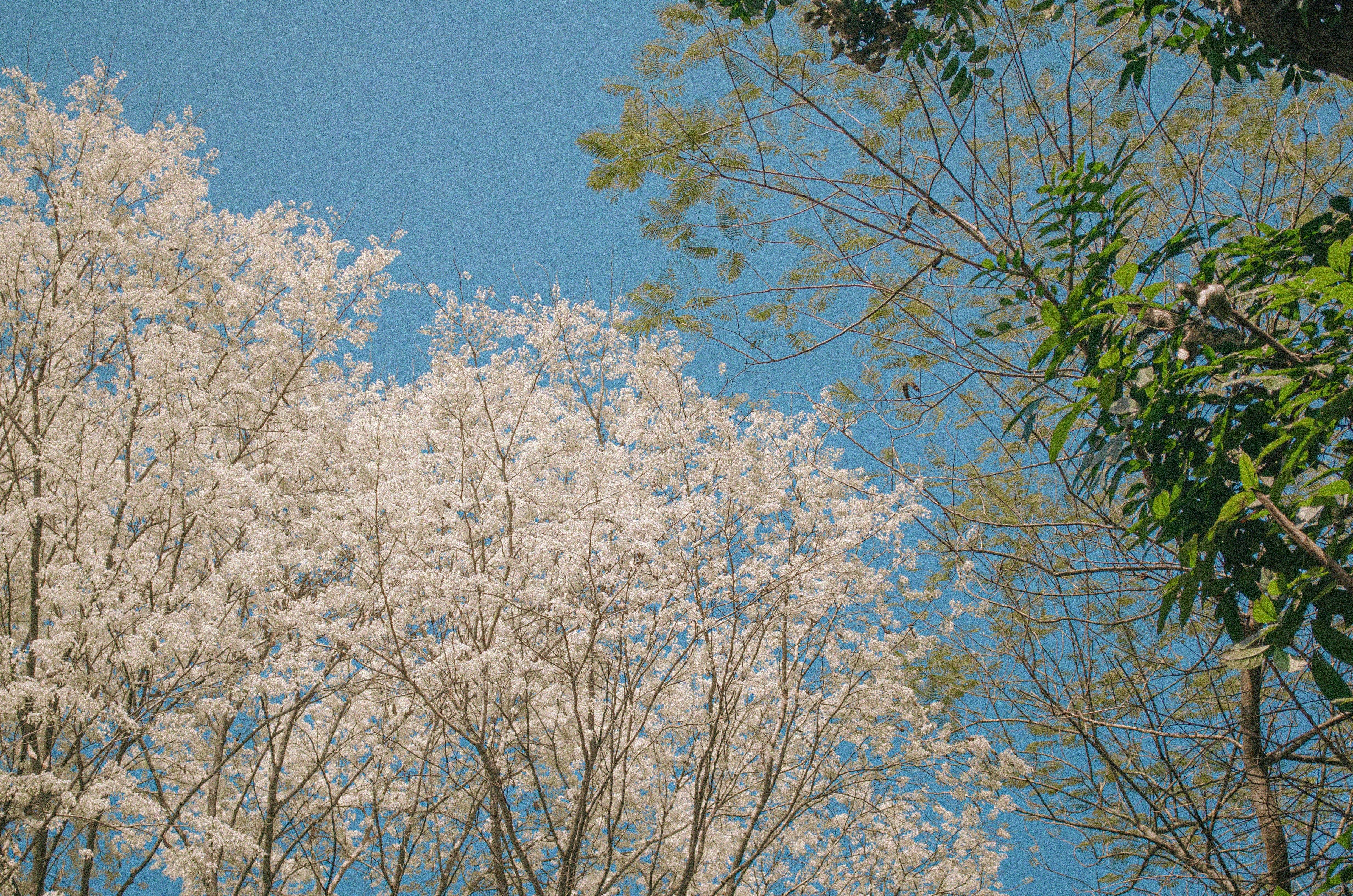 Jada Tree Photos, Download The BEST Free Jada Tree Stock Photos & HD Images