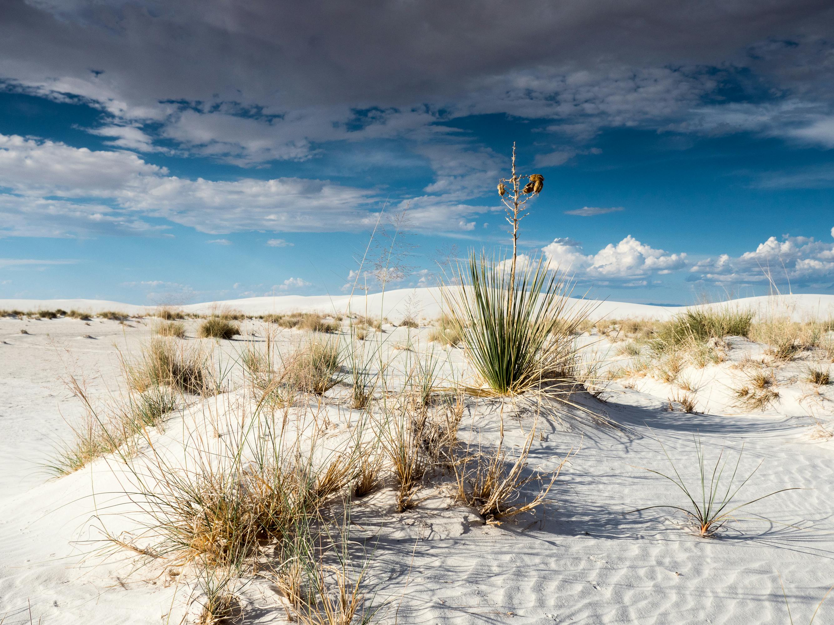 Baaz Wallpaper Photos, Download The BEST Free Baaz Wallpaper Stock ...