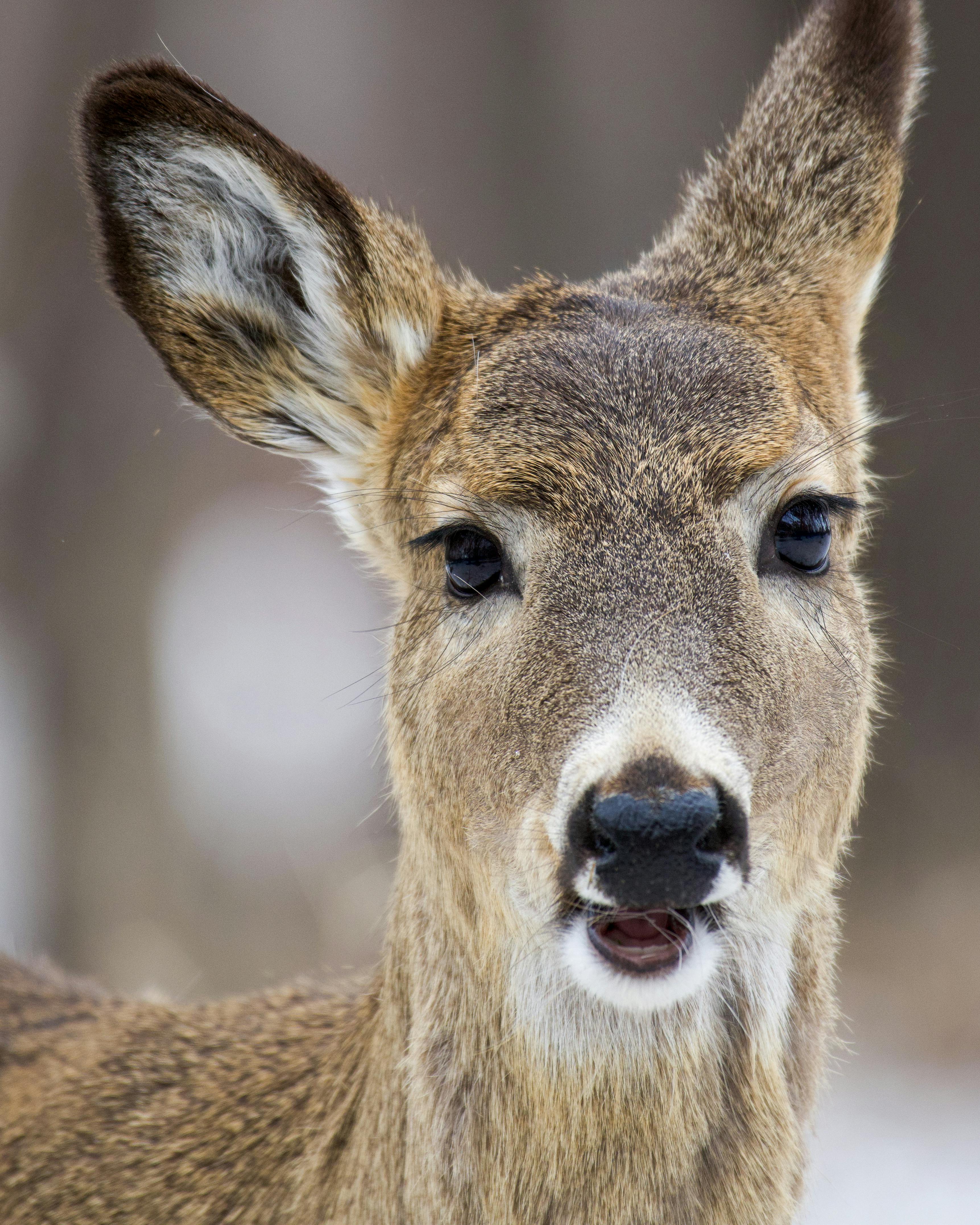 Deer. Photos, Download The BEST Free Deer. Stock Photos & HD Images