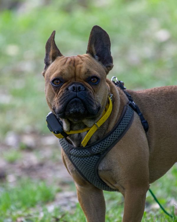 Dog Poop Photos, Download The BEST Free Dog Poop Stock Photos & HD Images
