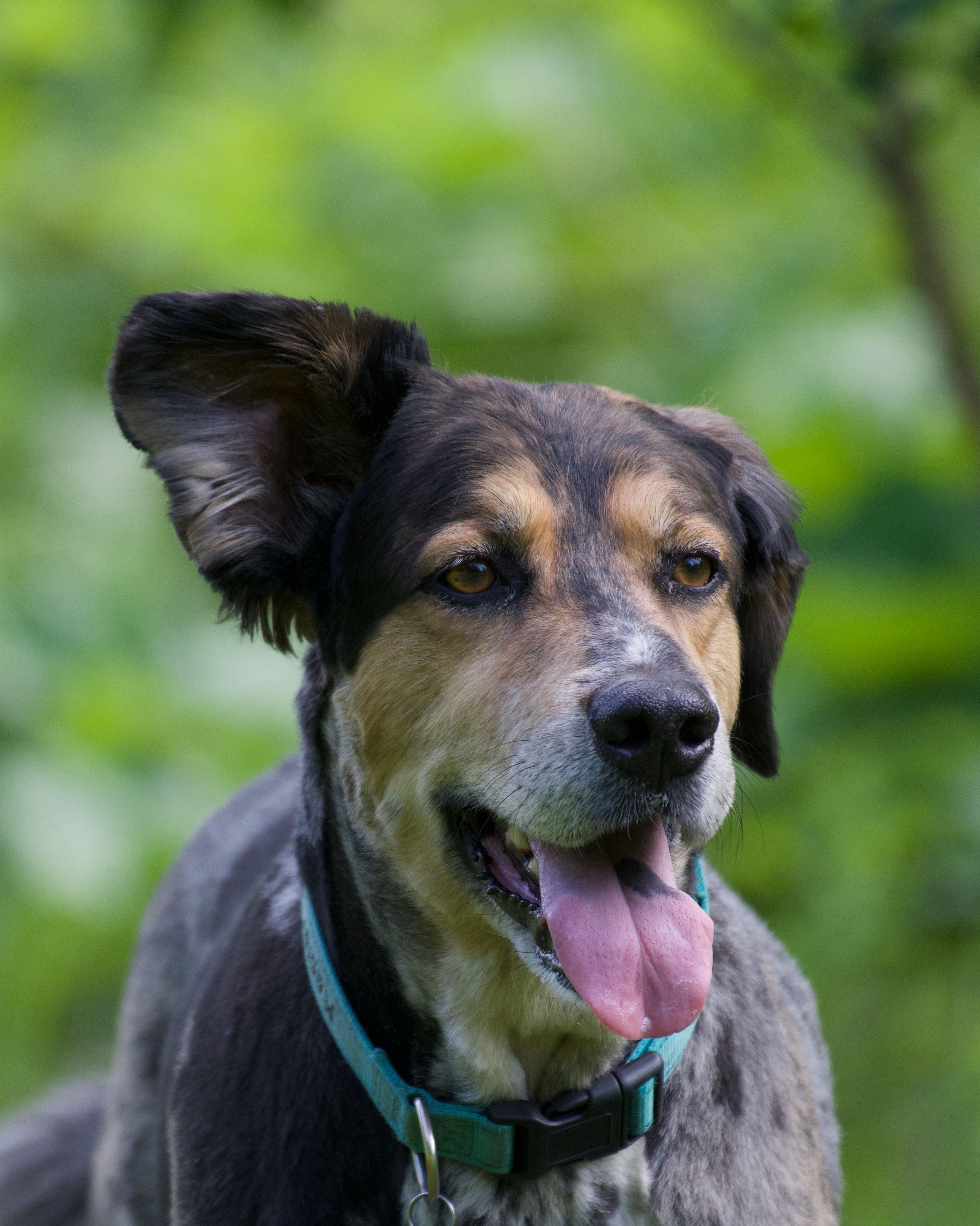 Angry Barking Dog · Free Stock Photo