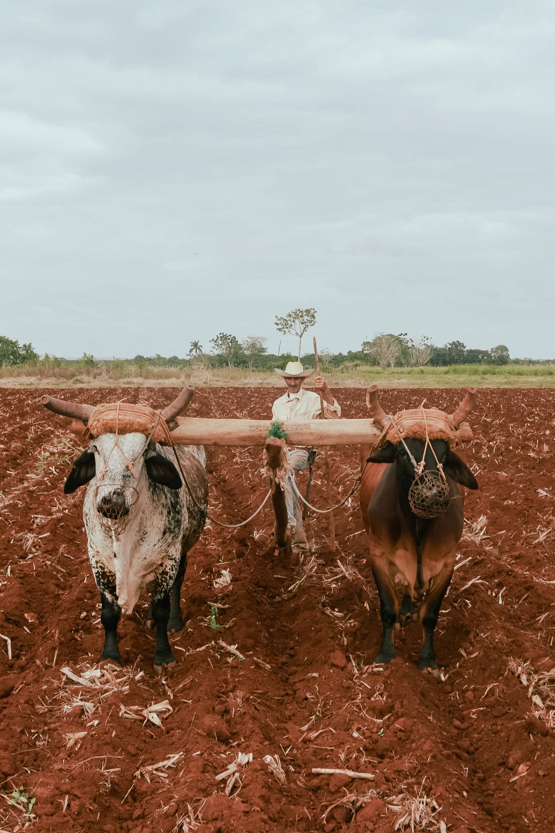 A Farmer Standing behind Oxen Plowing the Field · Free Stock Photo