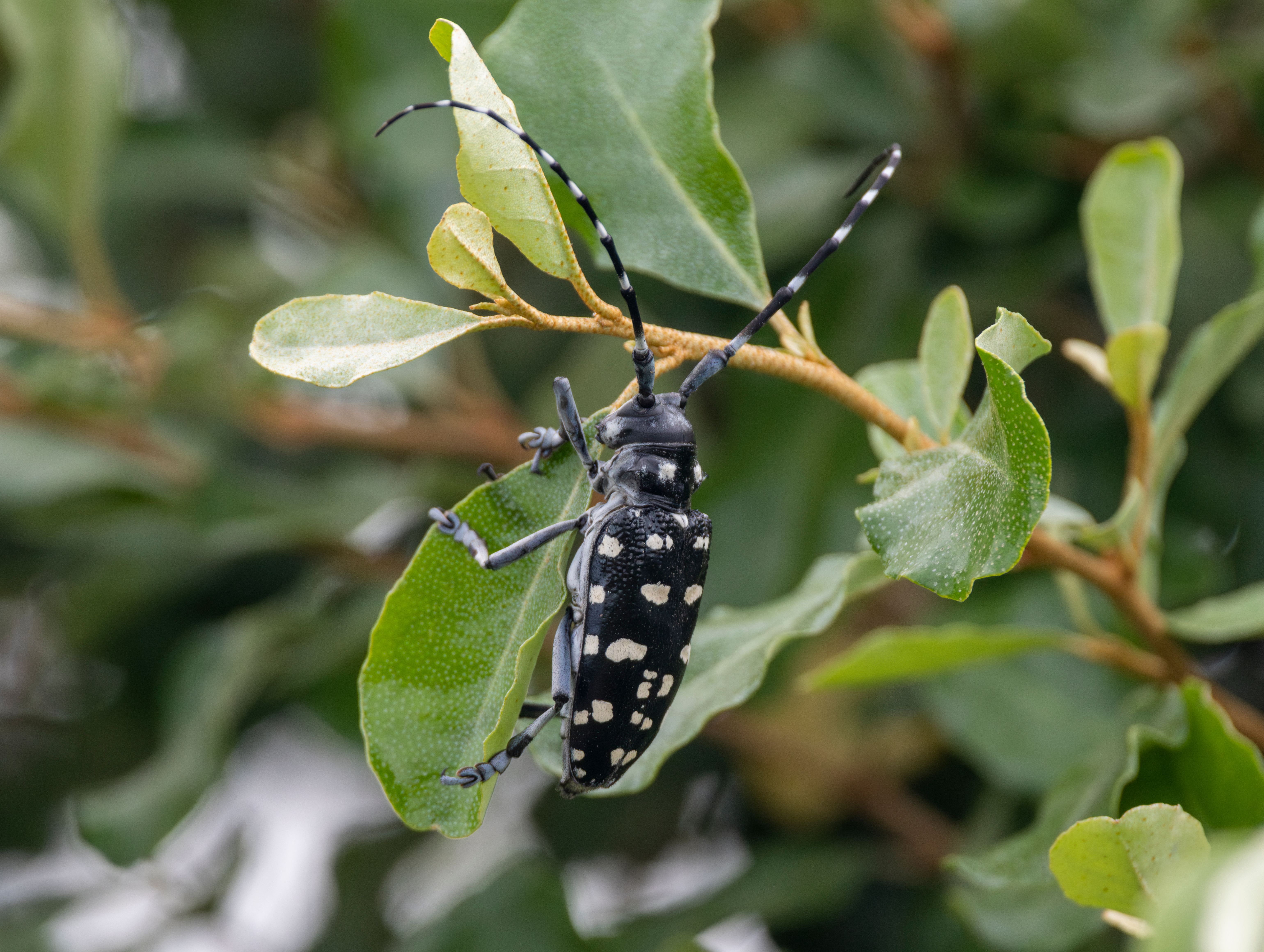 Close-up of a White-spotted Longicorn Beetle · Free Stock Photo