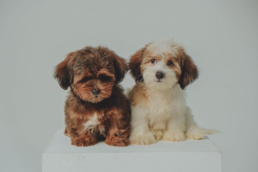 Understanding Sable Havanese Colors: A Guide for Beginners