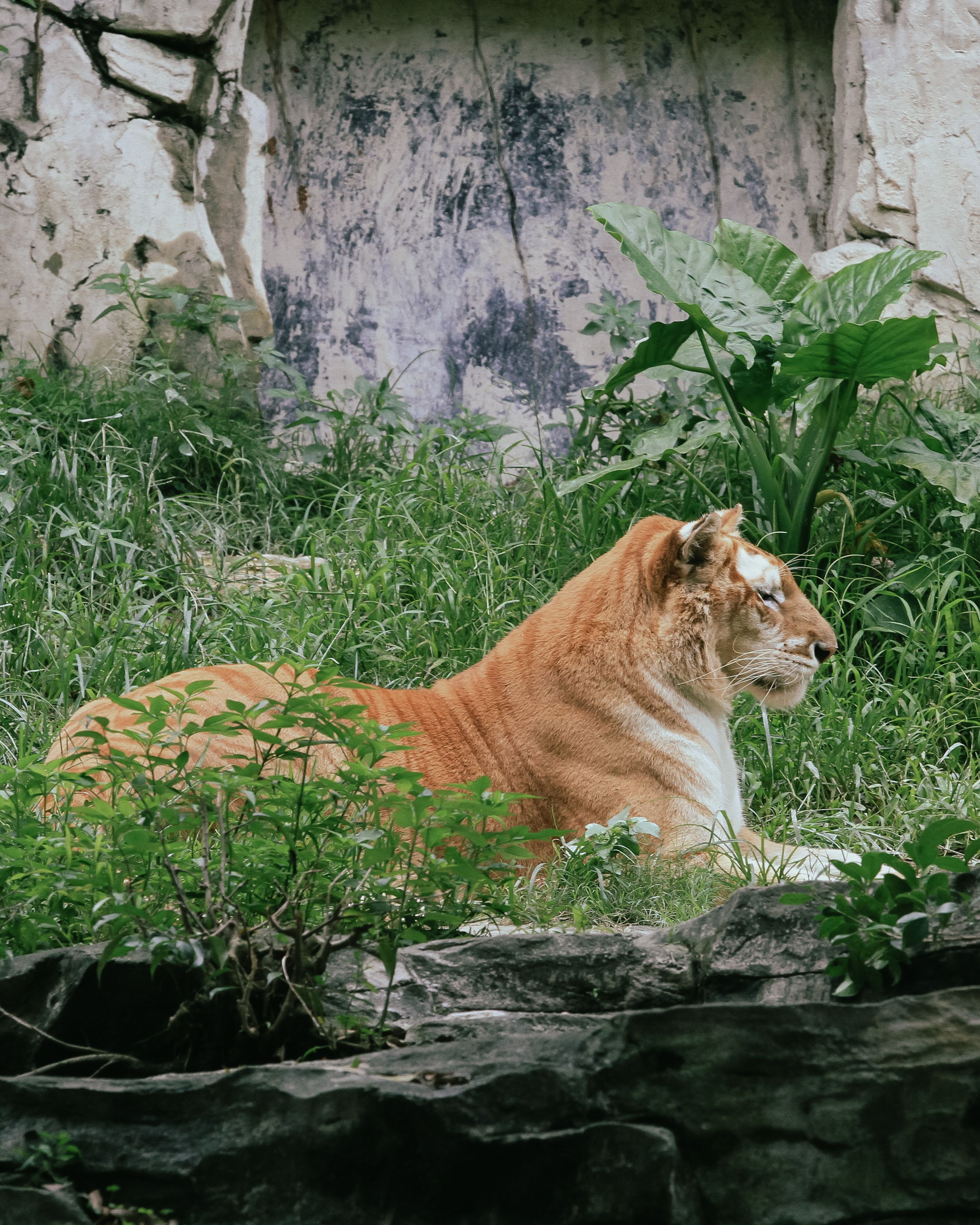 Tiger Lying in Tall Grass at a Zoo Enclosure · Free Stock Photo