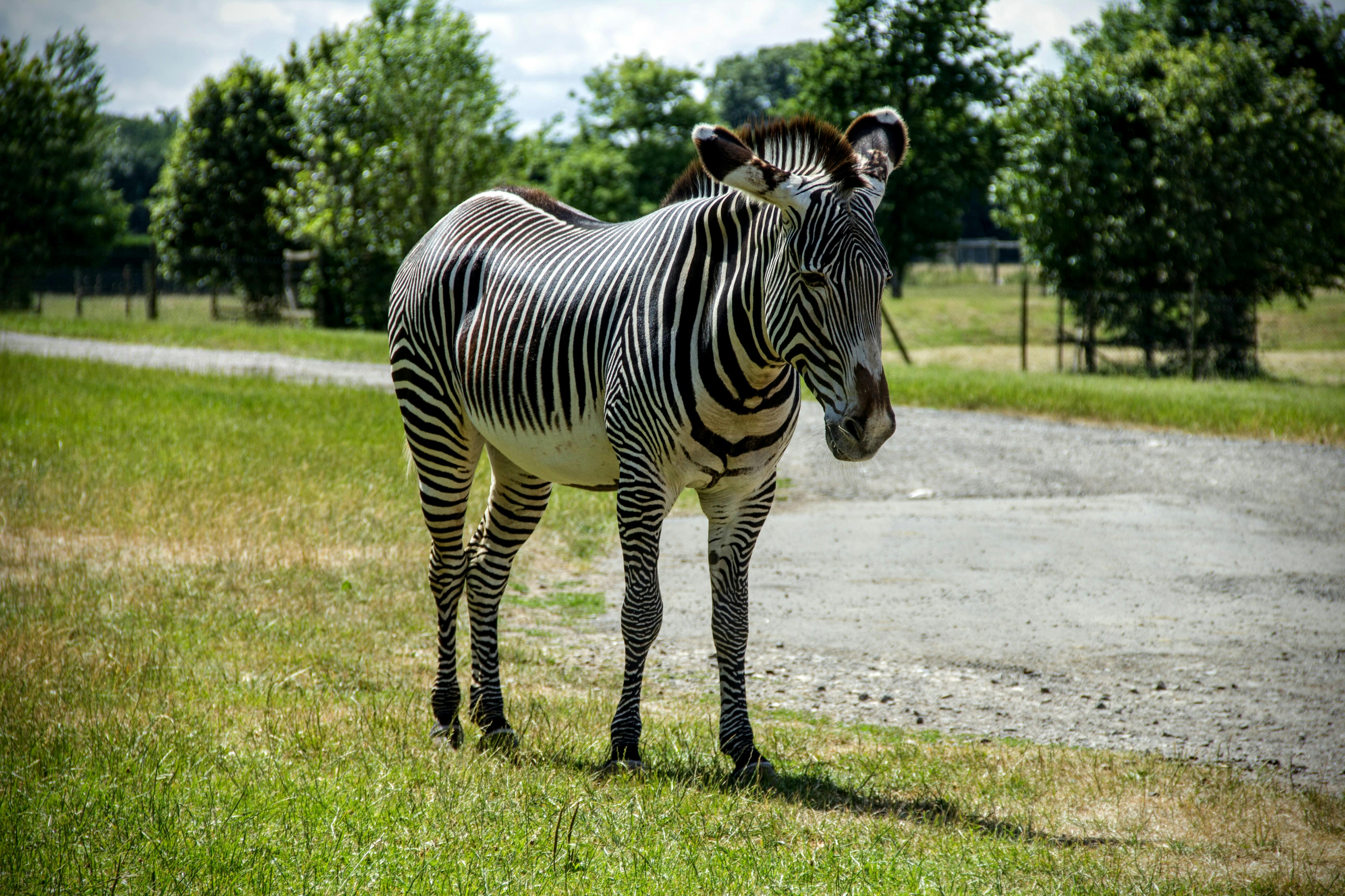 Zebra near Dirt Road · Free Stock Photo